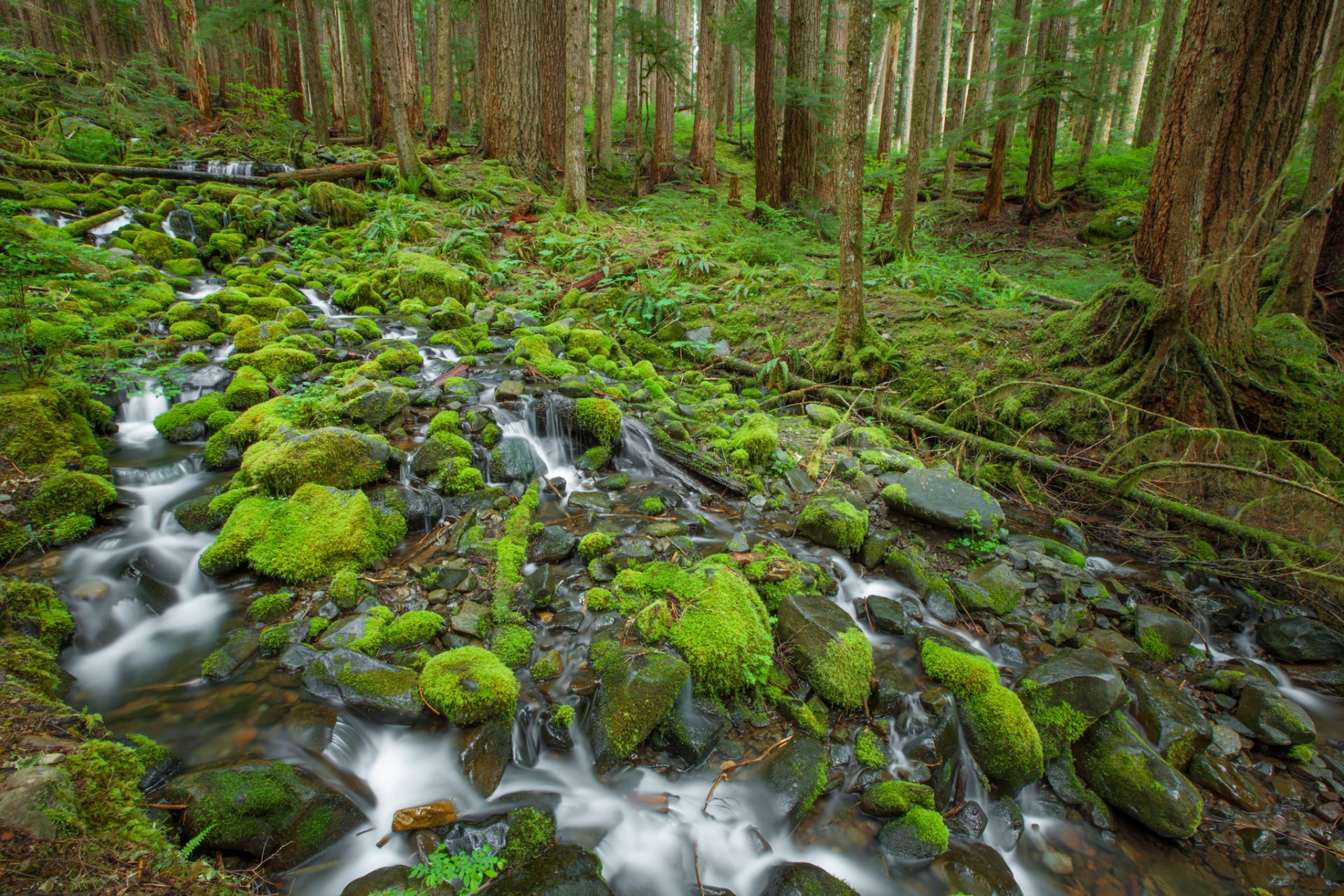 HD Nature Stream Serenity: Lush Green Forest Waterscape Wallpaper
