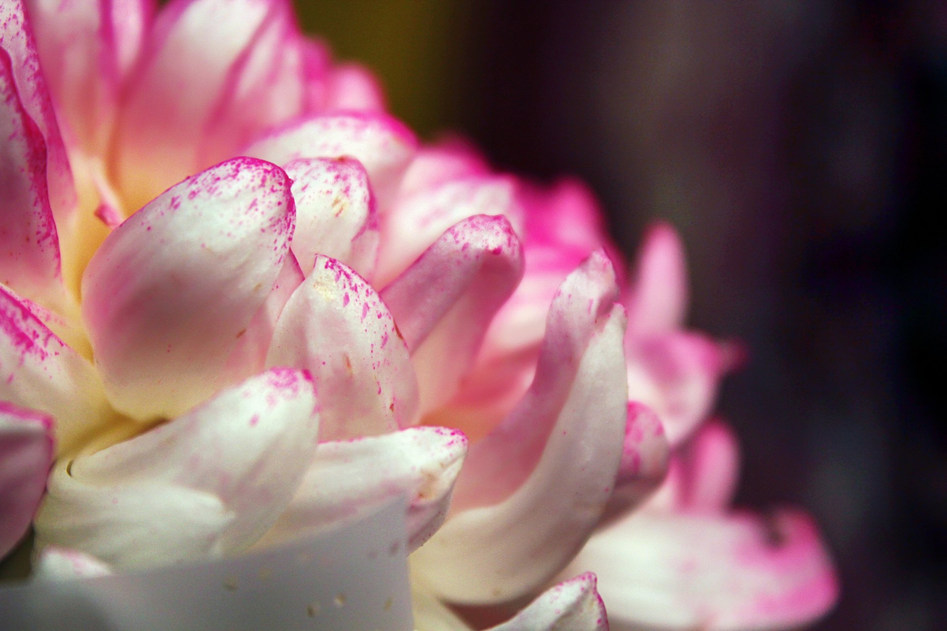 Download Nature Flower 4k Ultra HD Wallpaper