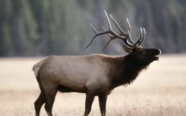 [40+] Elk Wallpapers