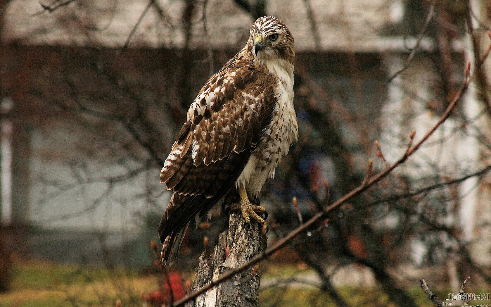 Download Animal Hawk Wallpaper