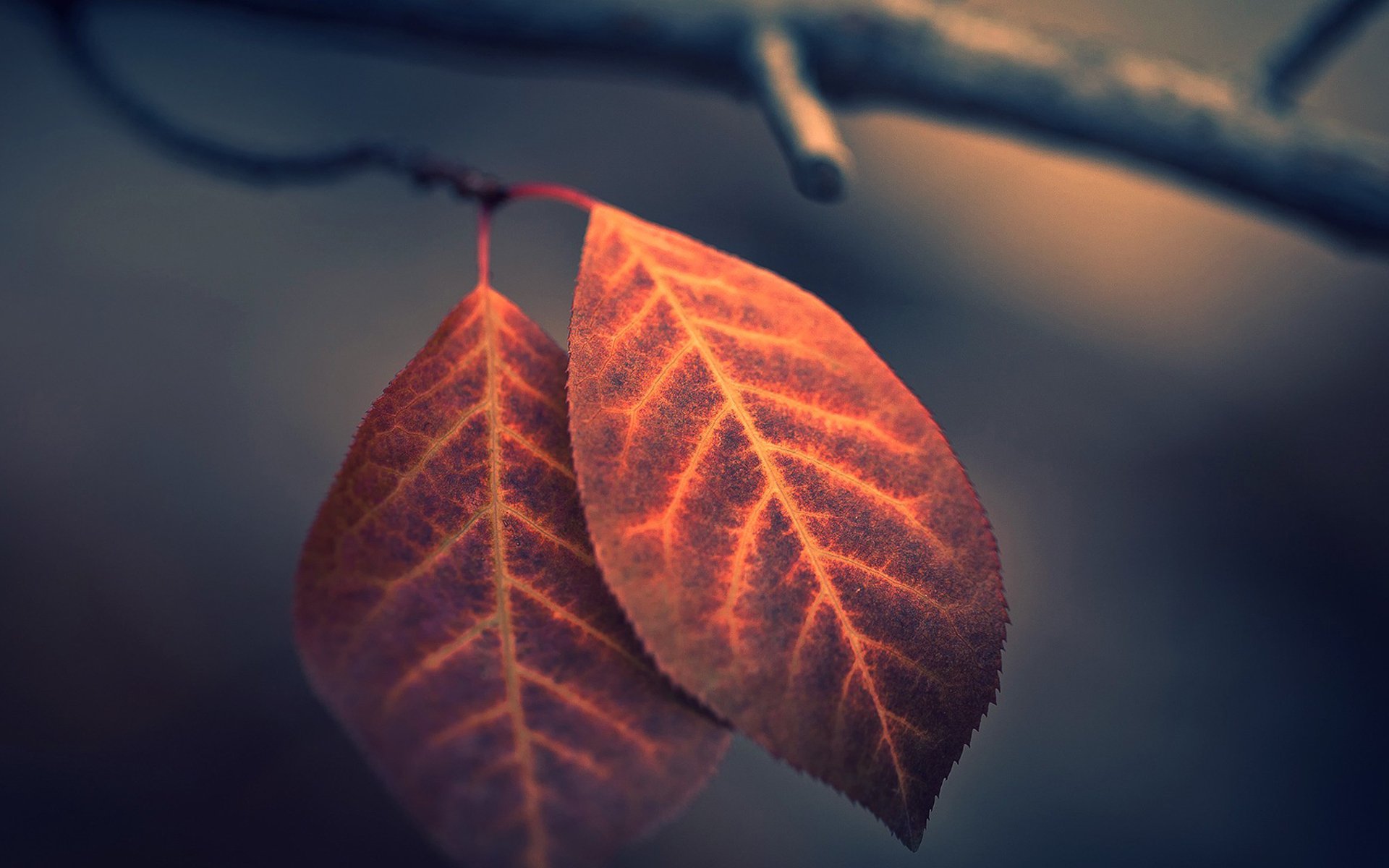 Download Nature Leaf HD Wallpaper