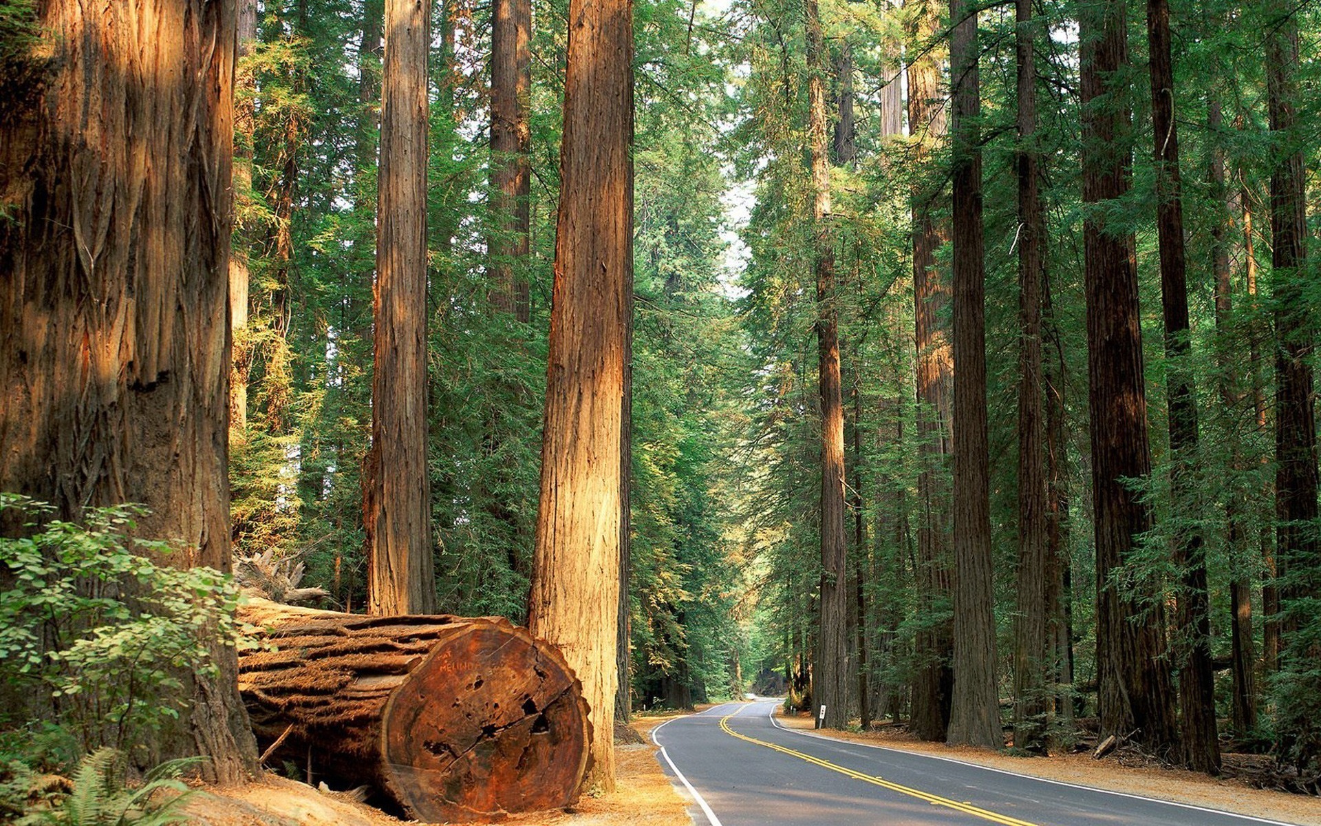 Download Man Made Road HD Wallpaper