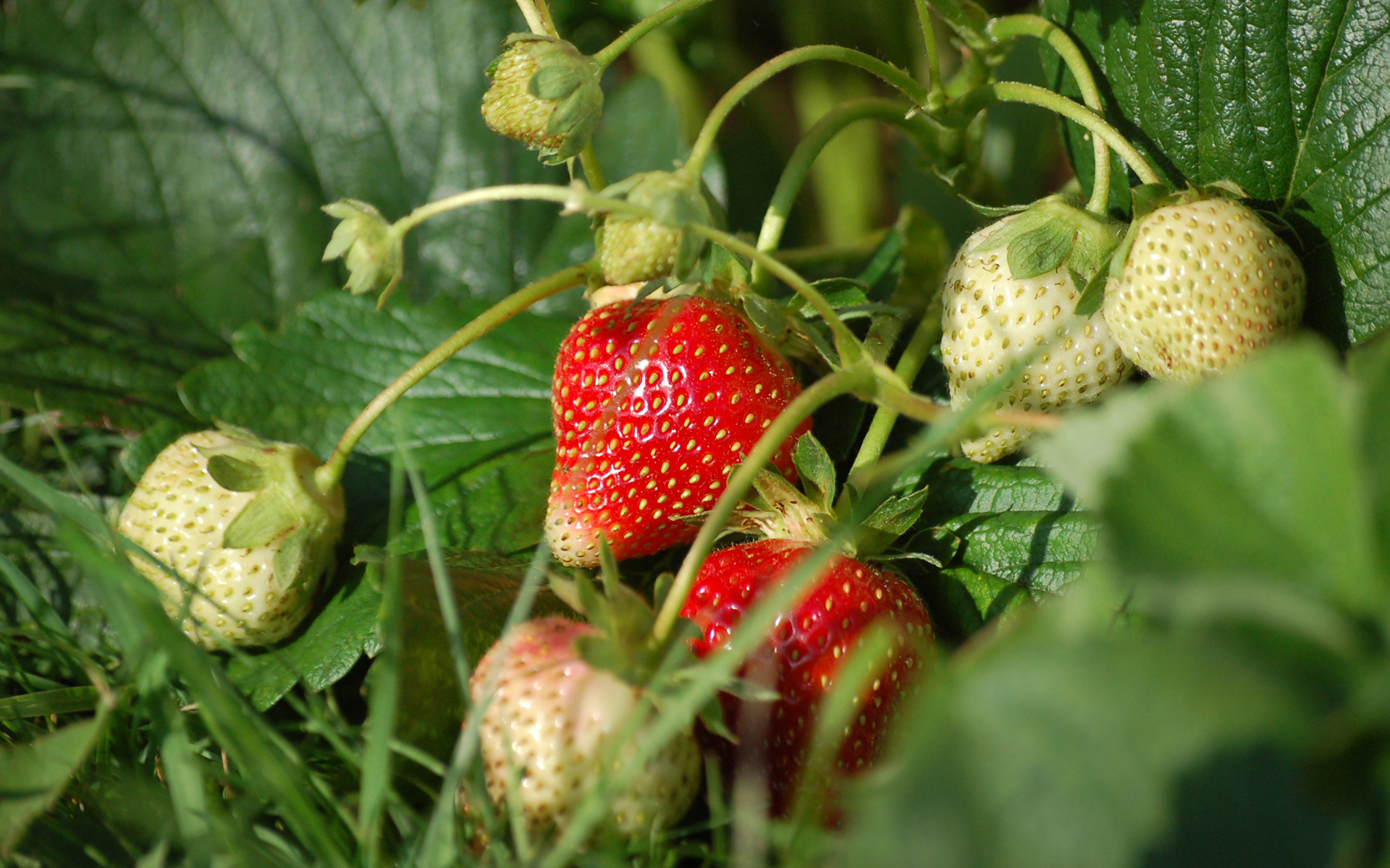 Moril-fresh strawberry by Moril