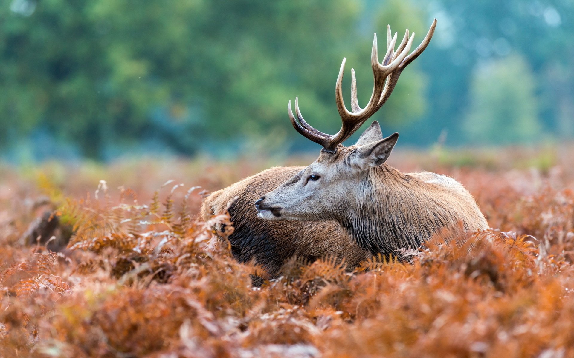 Majestic Deer in HD Nature Wallpaper | 1920x1200 | Wallpaper Abyss
