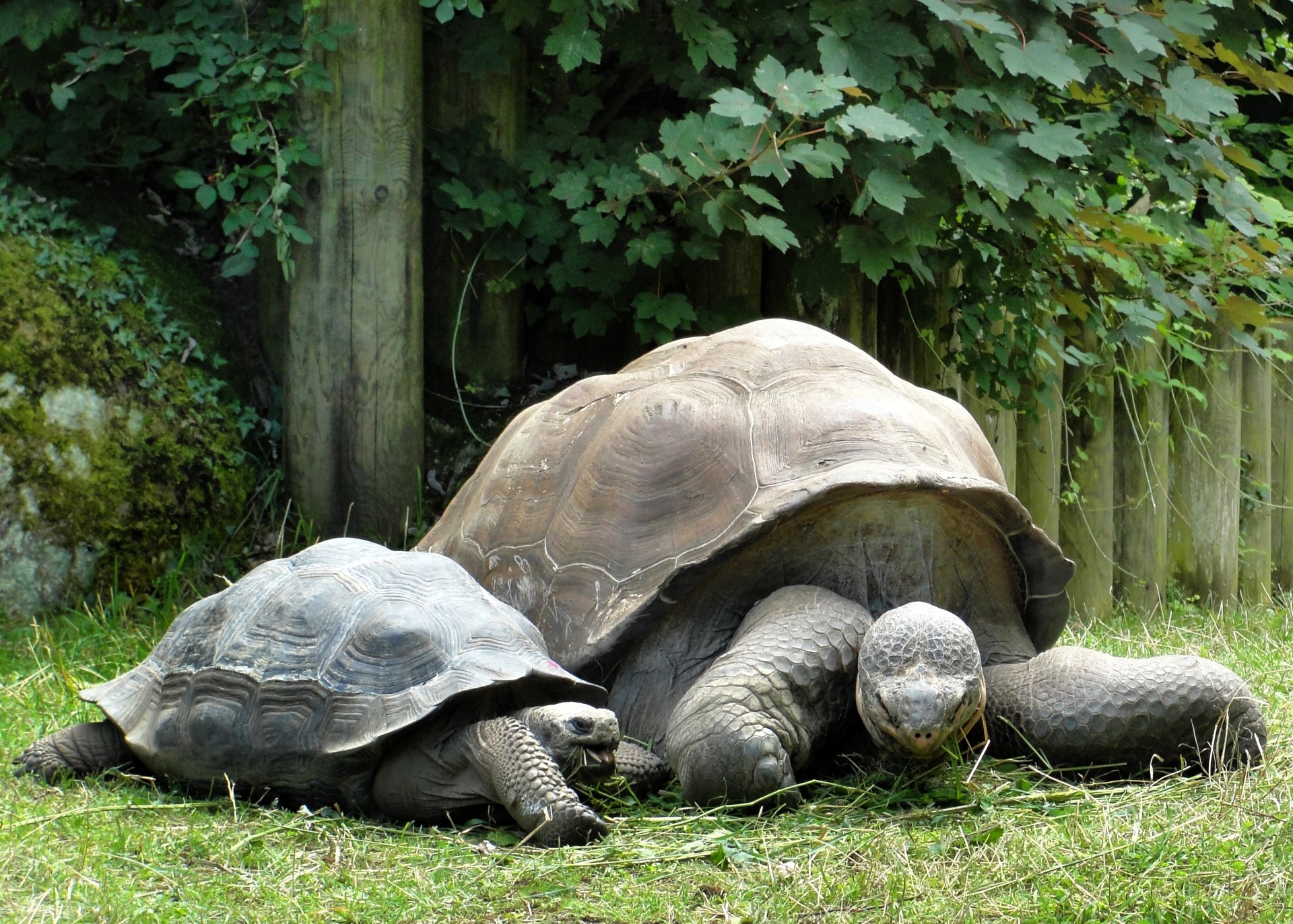 Majestic Tortoise Duo in HD Nature Bliss