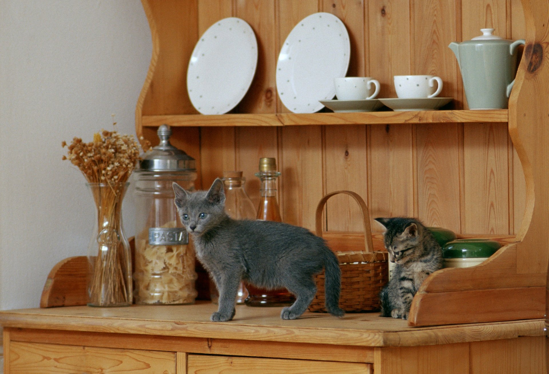 4K Ultra HD Cozy Kitchen Cats: Charming Feline Moments