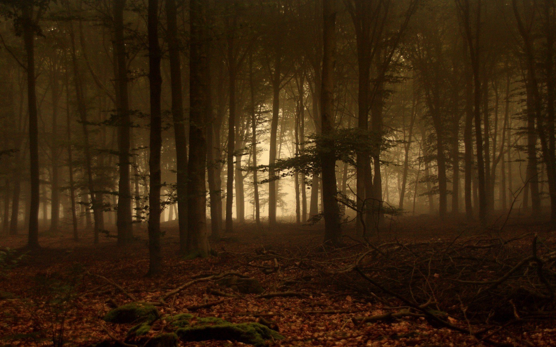 Download Nature Forest HD Wallpaper | 1920x1200 | Wallpaper Abyss