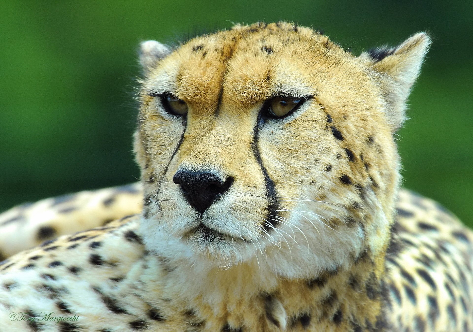 Majestic Cheetah HD Wallpaper: Grace in Every Spot | 1920x1351 ...