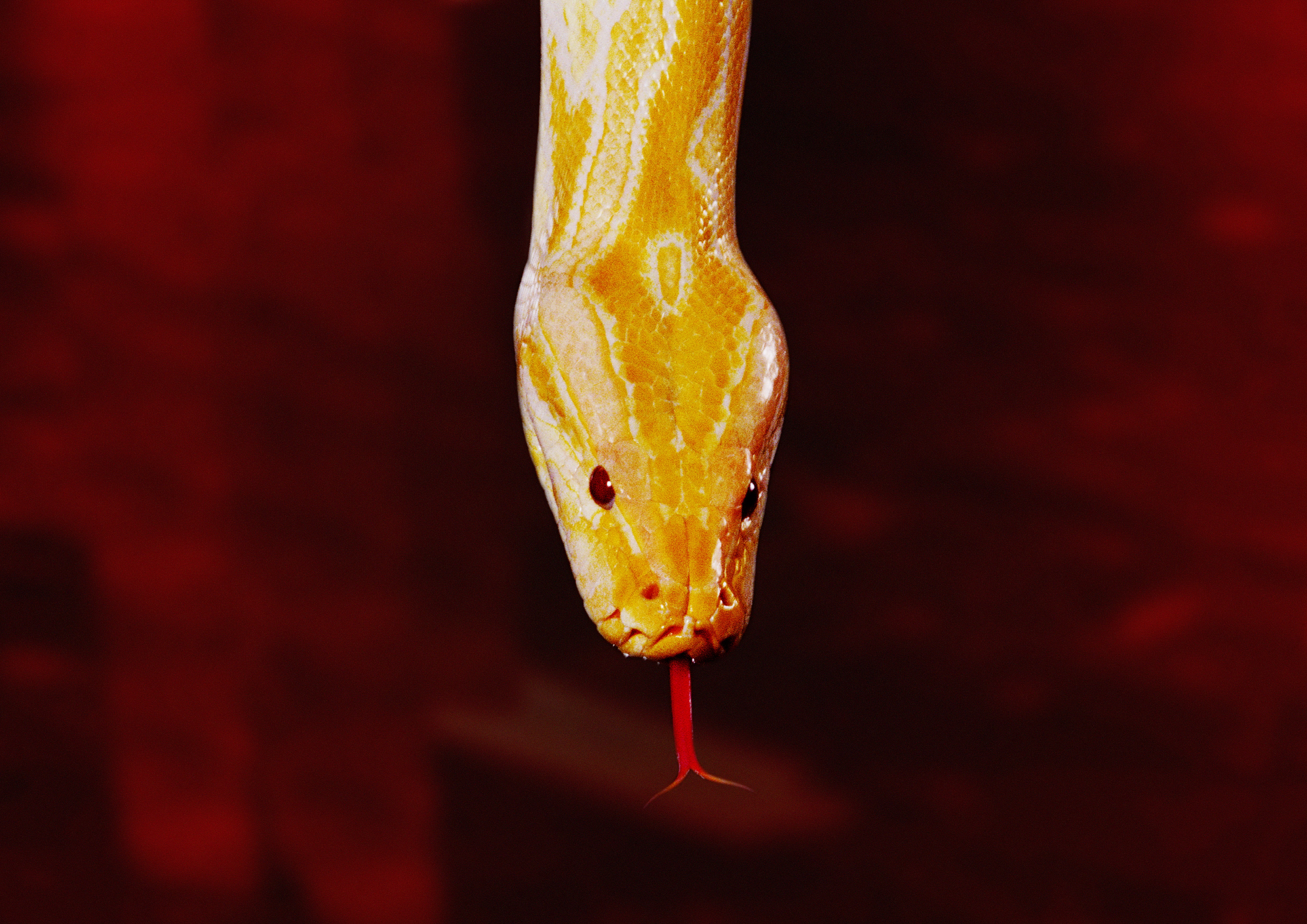Stunning Snake: 4K Ultra HD Wallpaper