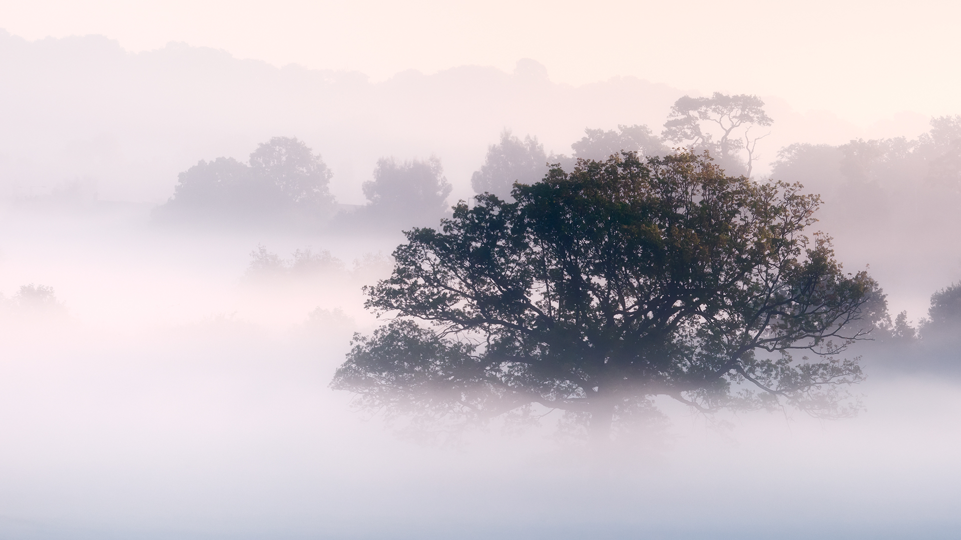 Download Nature Fog HD Wallpaper