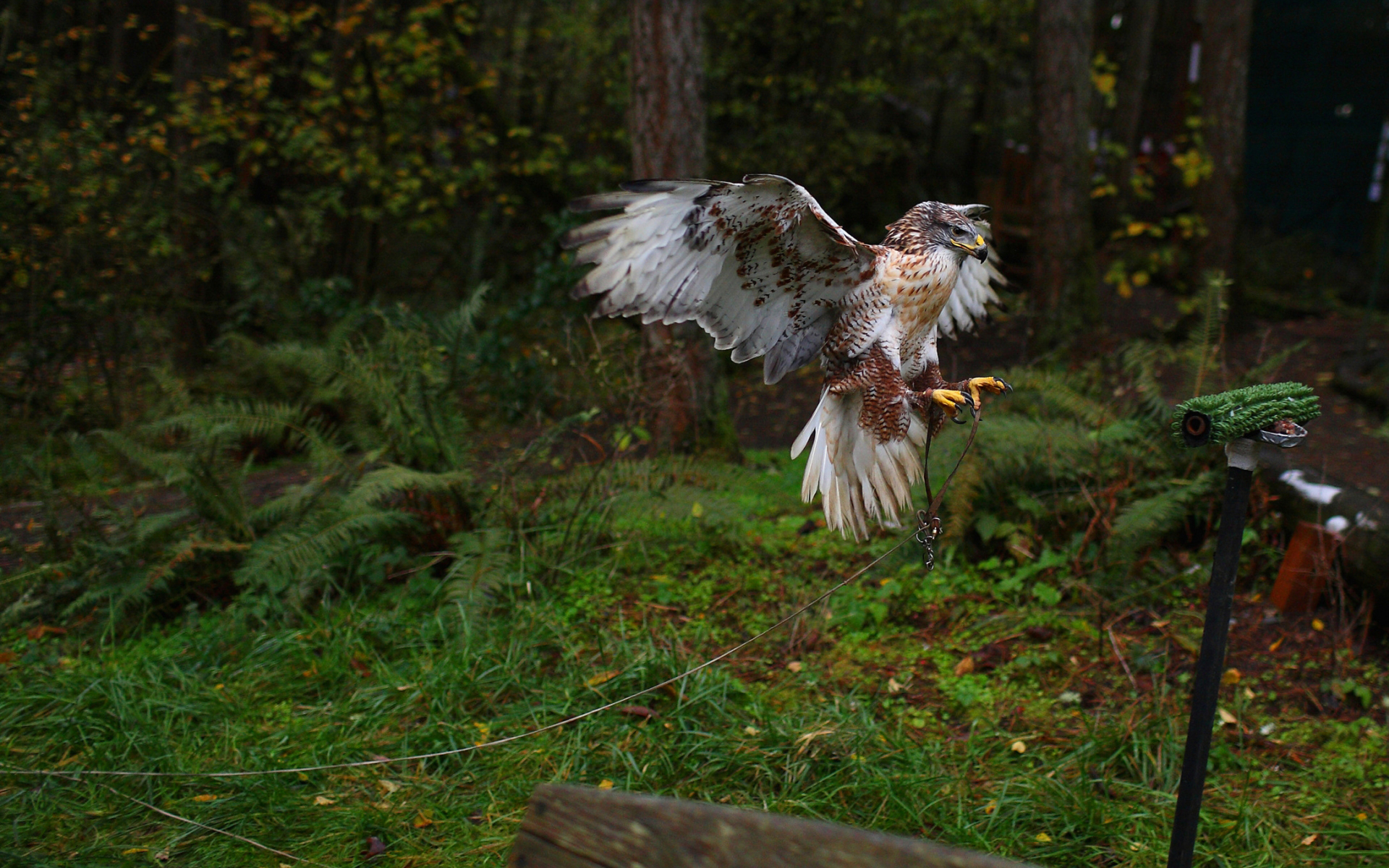 Wallpaper Ndash Running Eagle