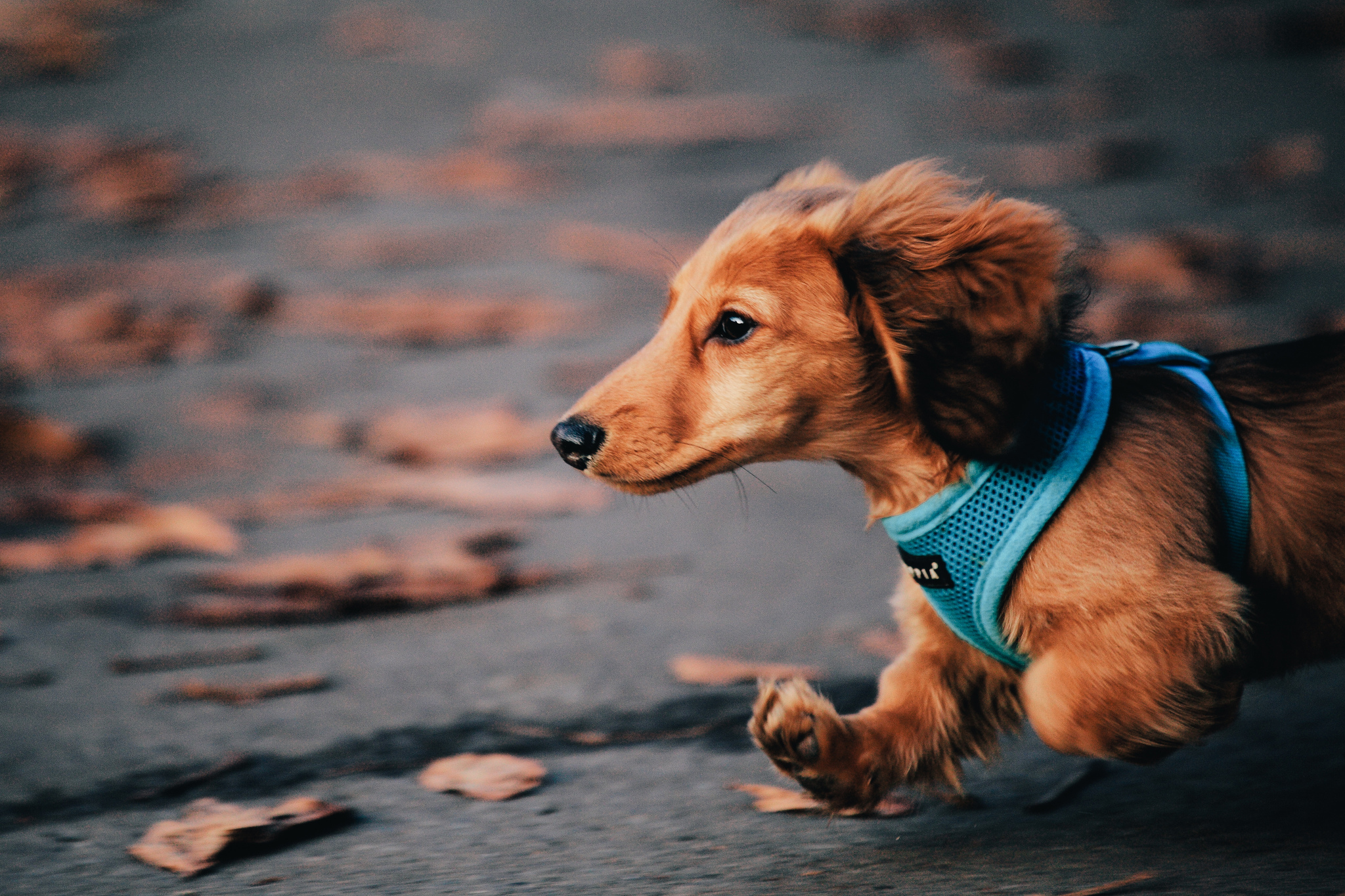 Dog HD Wallpaper