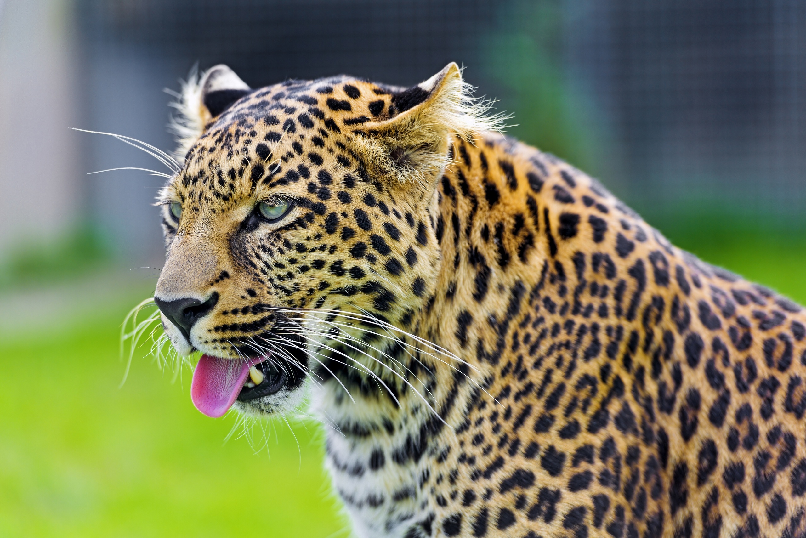 Download Animal Leopard HD Wallpaper