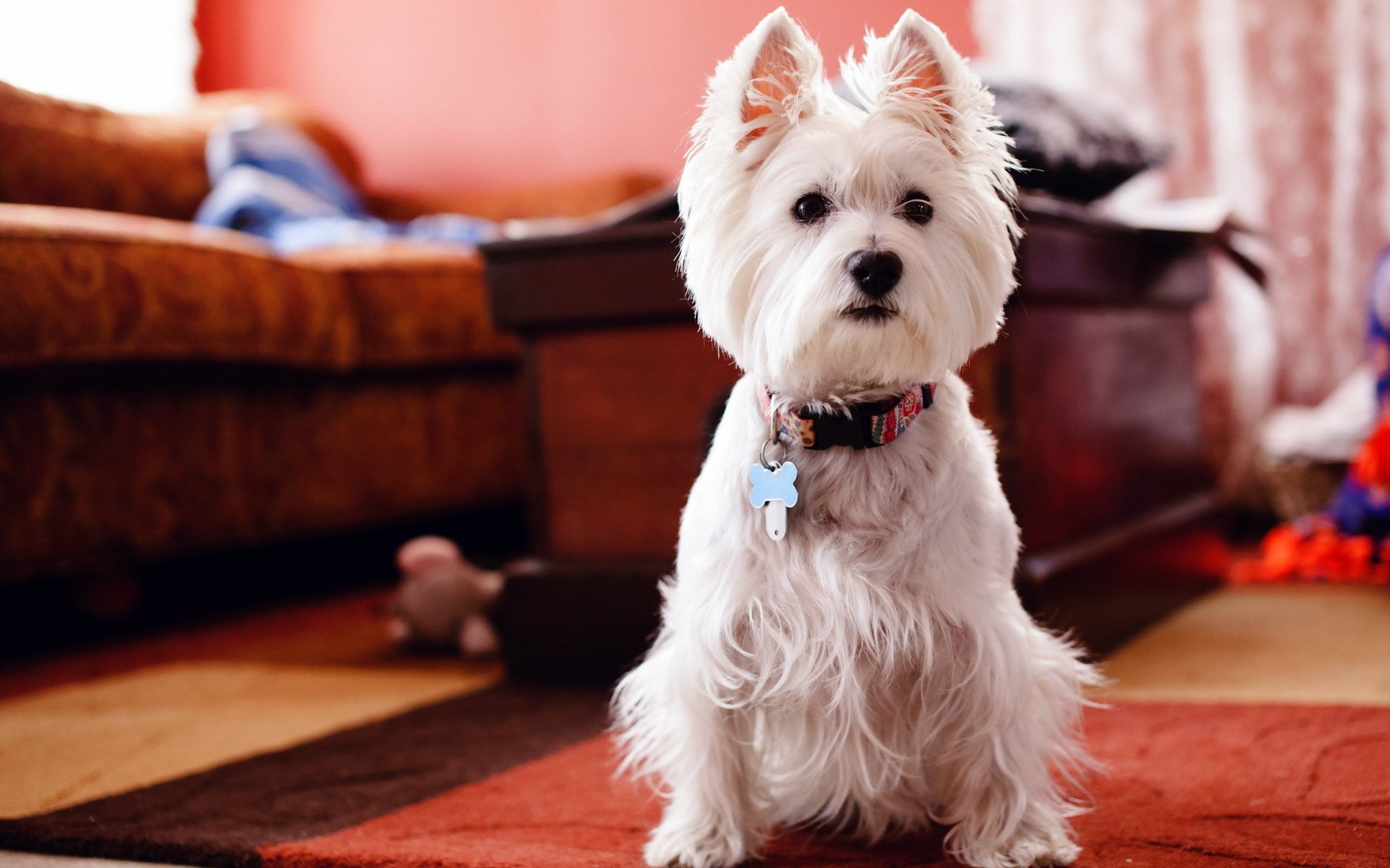 Charming Westie in Cozy Home - HD Dog Wallpaper | 1920x1200 | Wallpaper ...