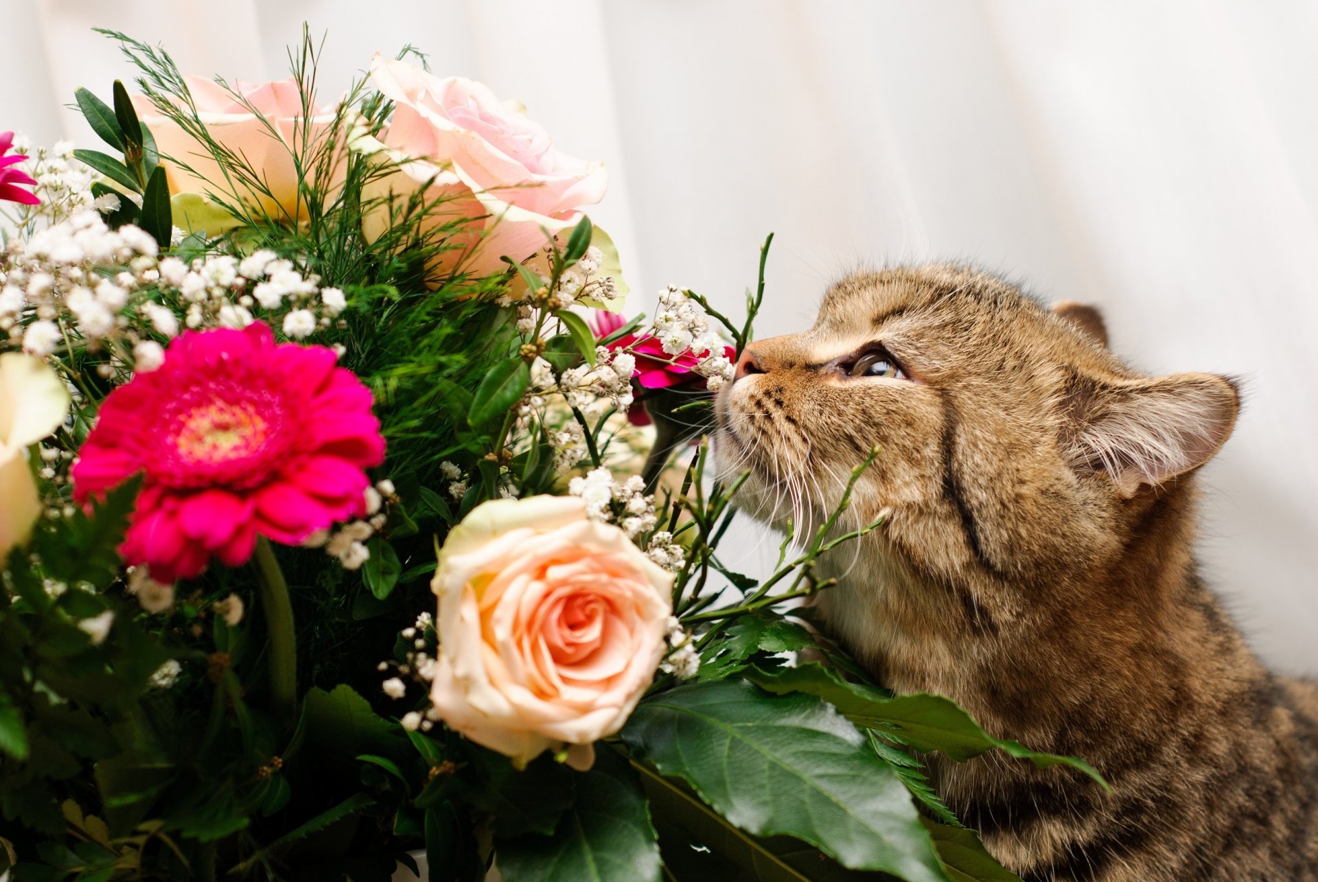 Charming Cat Among Flowers - HD Wallpaper | 2560x1713 | Wallpaper Abyss