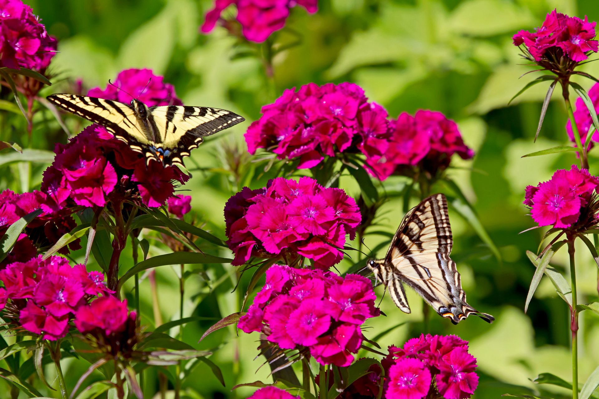 Download Flower Carnation Animal Butterfly HD Wallpaper