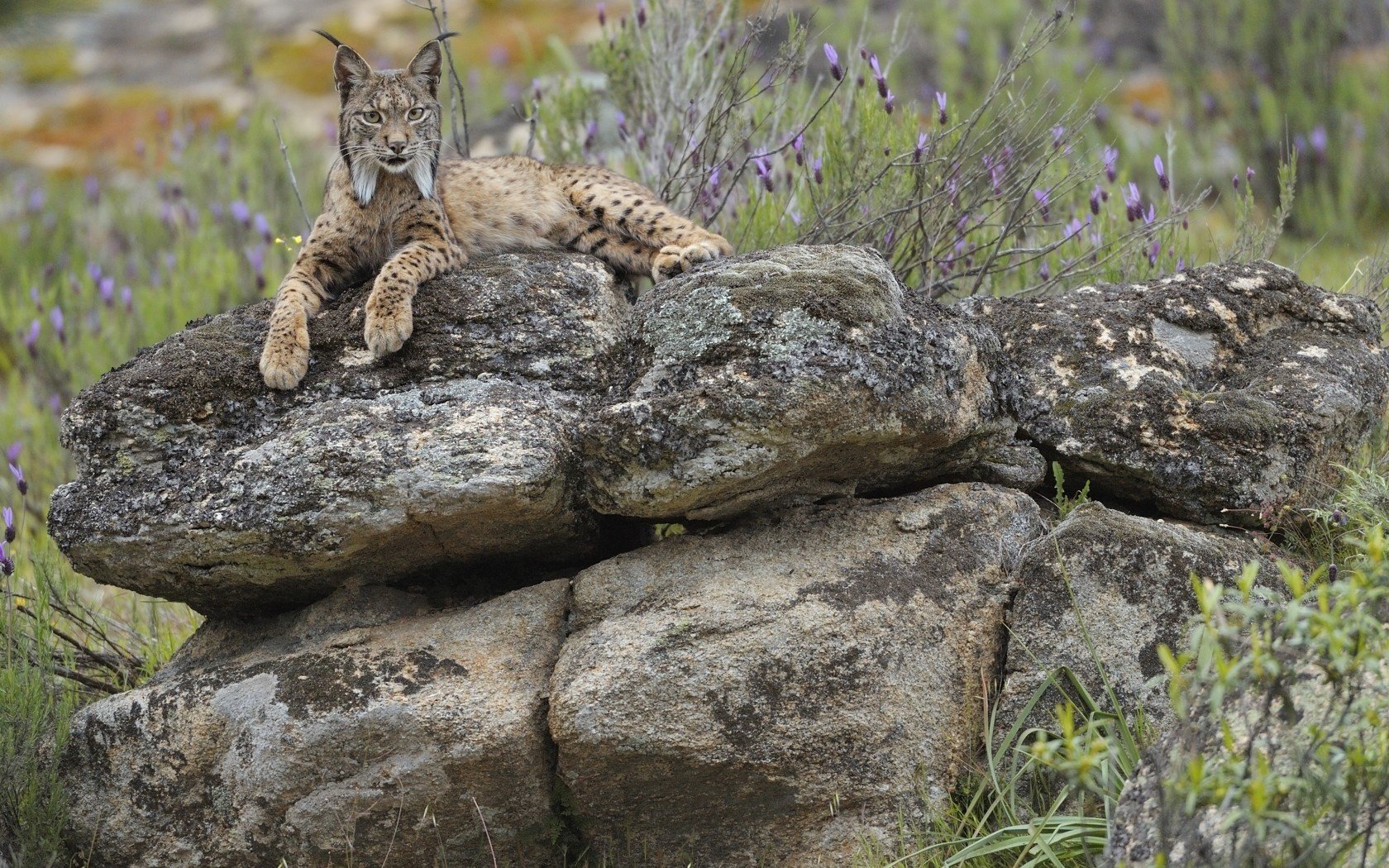 Majestic Lynx HD Wallpaper: A Wild Encounter on Rocky Terrain