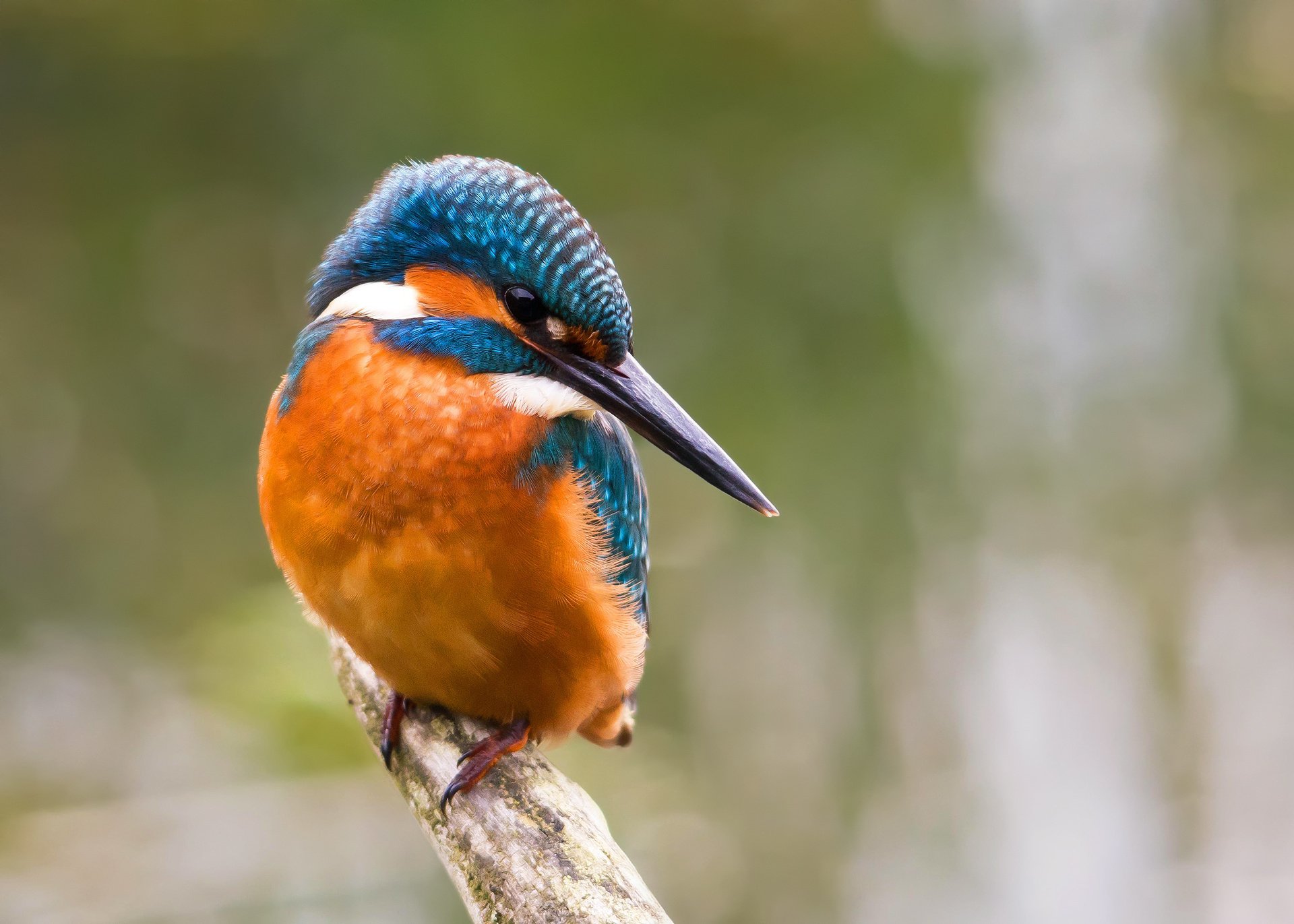 Stunning Kingfisher HD Wallpaper: Nature's Vibrant Beauty