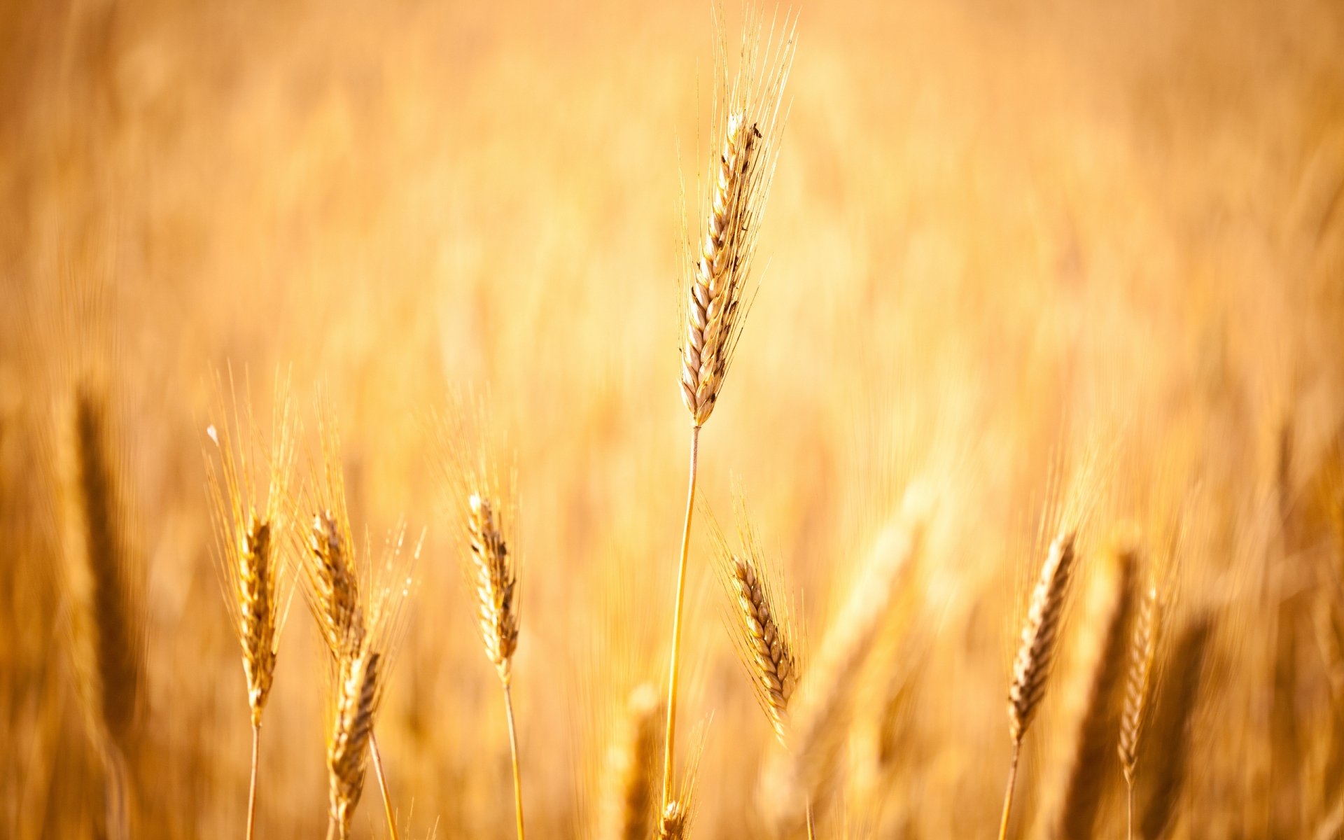 Download Nature Wheat HD Wallpaper