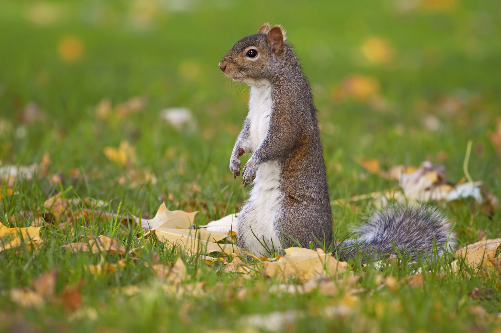 HD Squirrel Serenity: Nature’s Playful Woodland Animal
