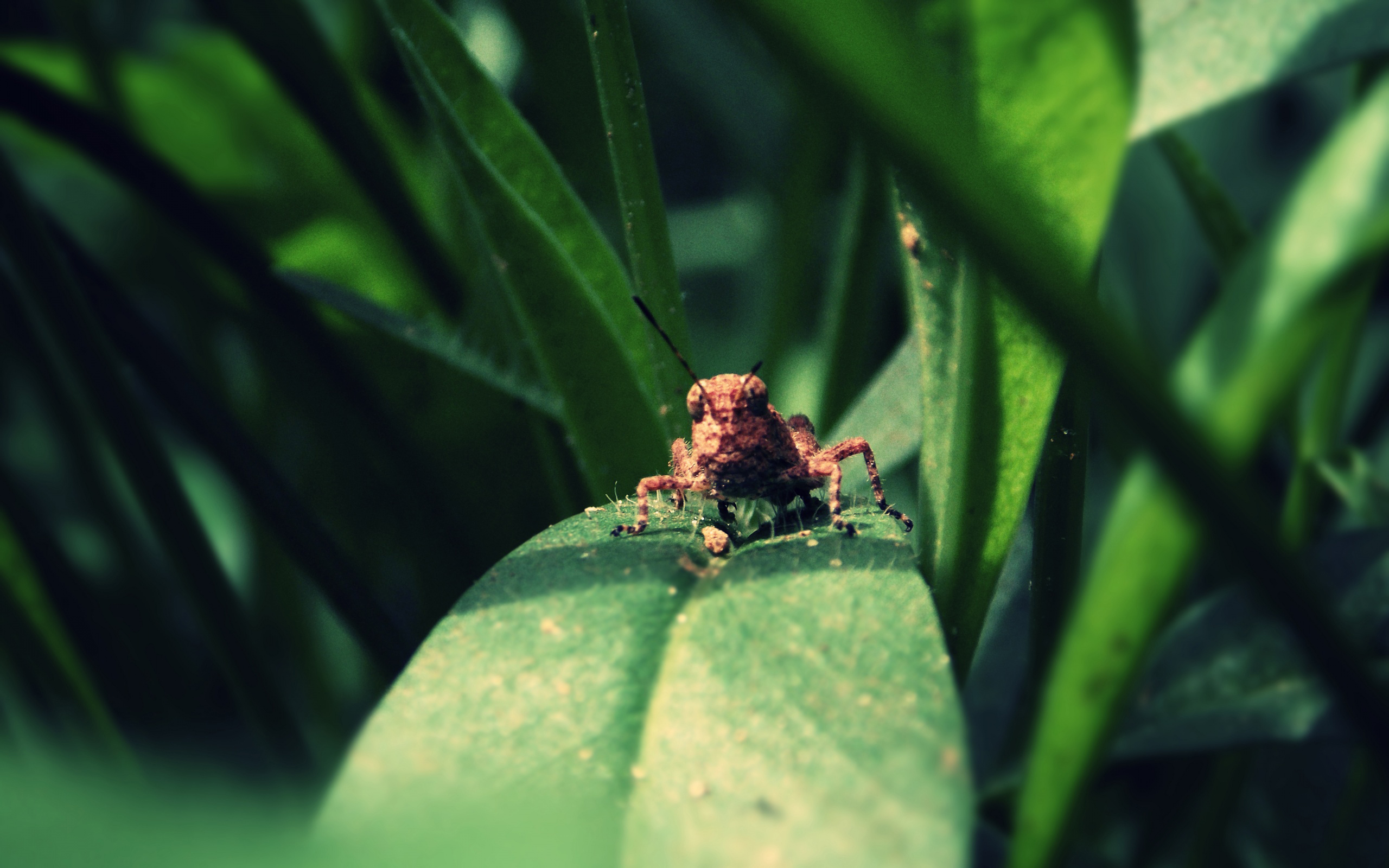 More Wallpapers 1920x1200 Insects