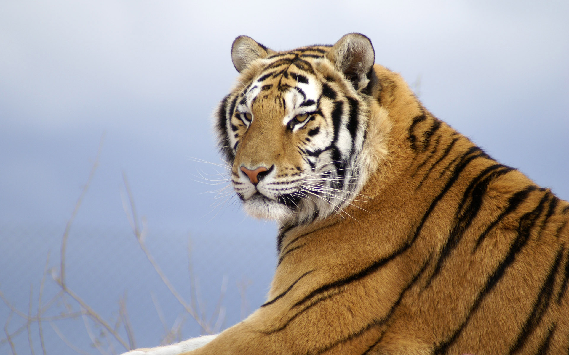 Majestic Tiger in HD: Wild Animal Wallpaper