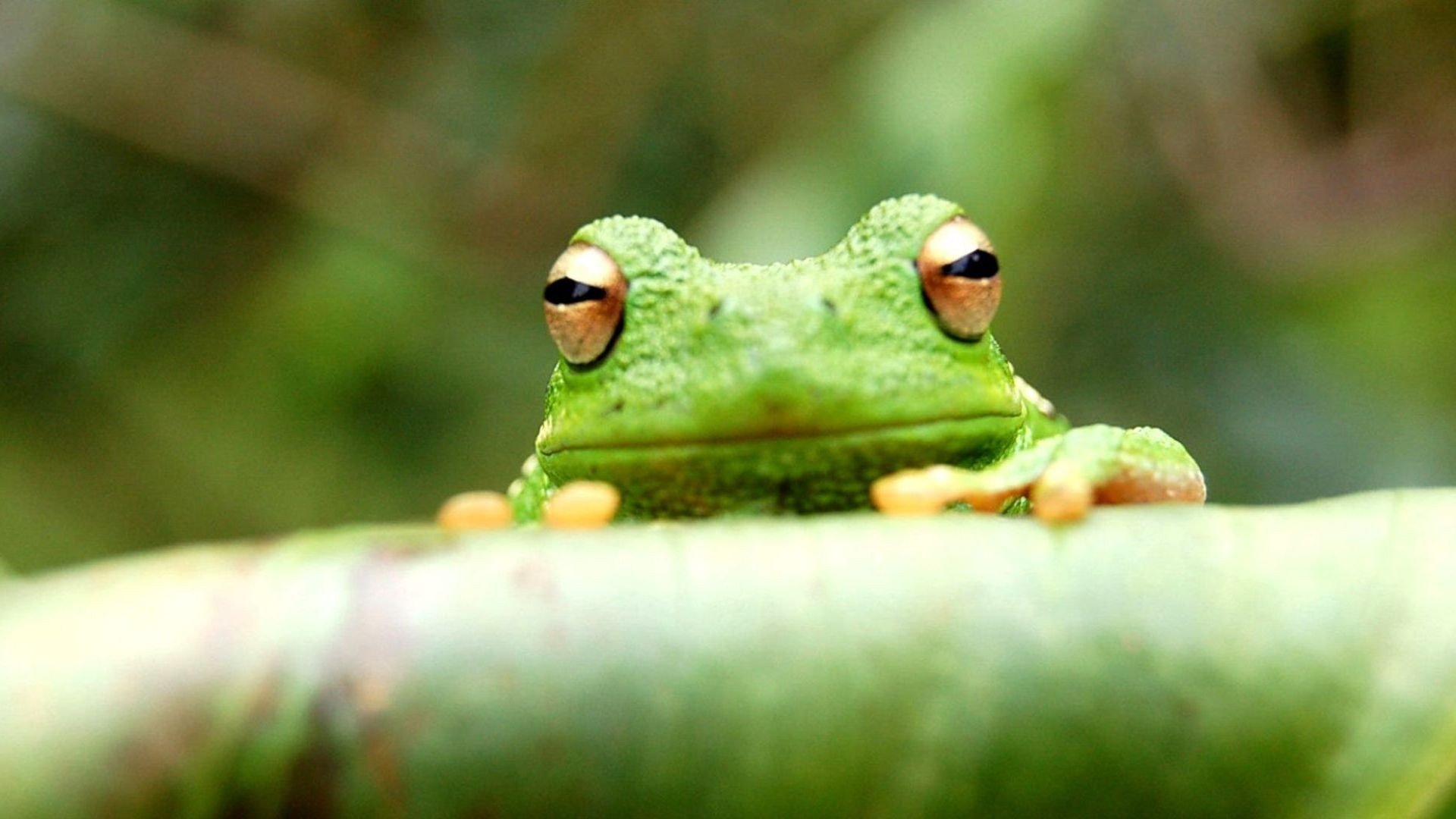Download Animal Frog HD Wallpaper | 1920x1080 | Wallpaper Abyss