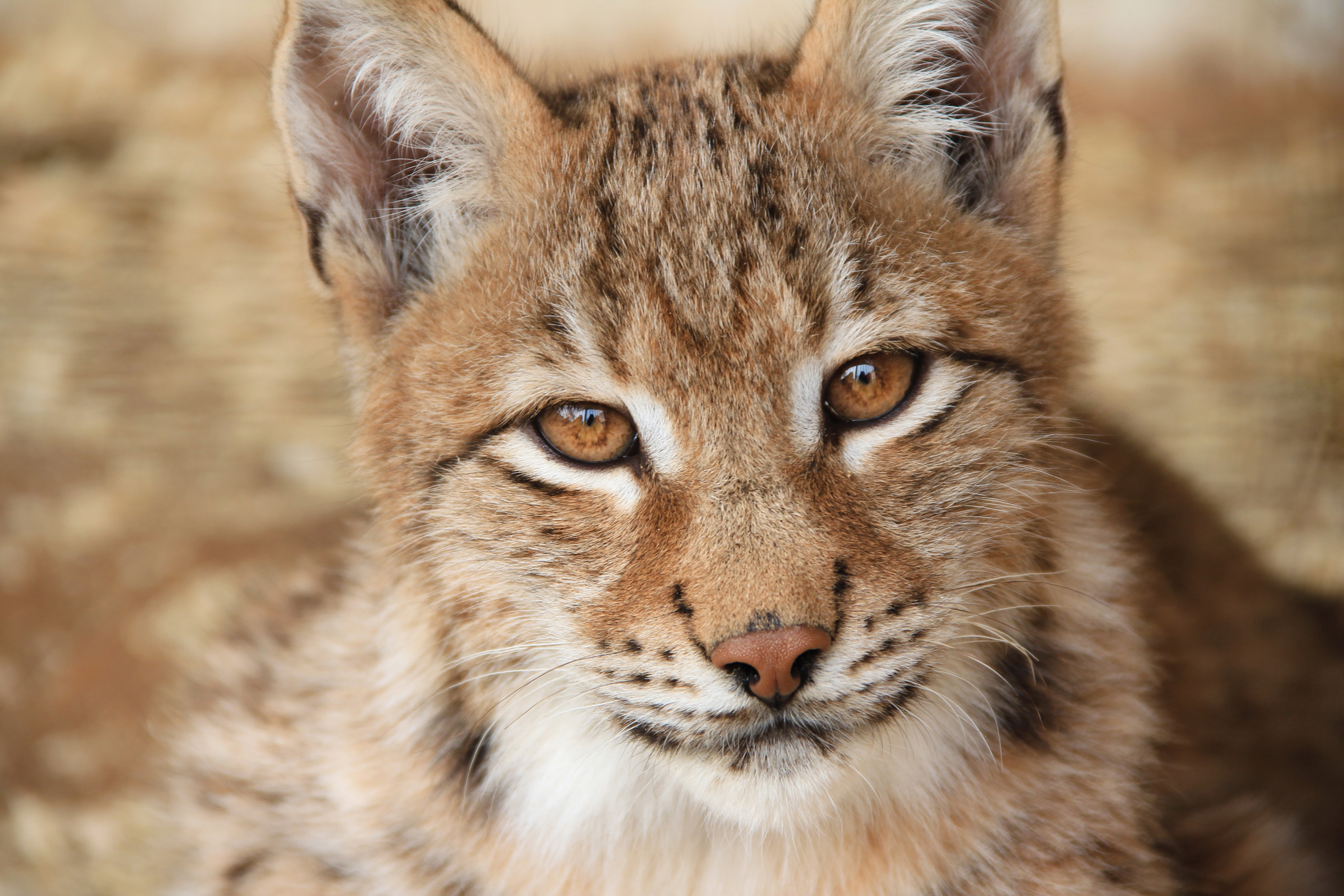 Animal Lynx HD Wallpaper