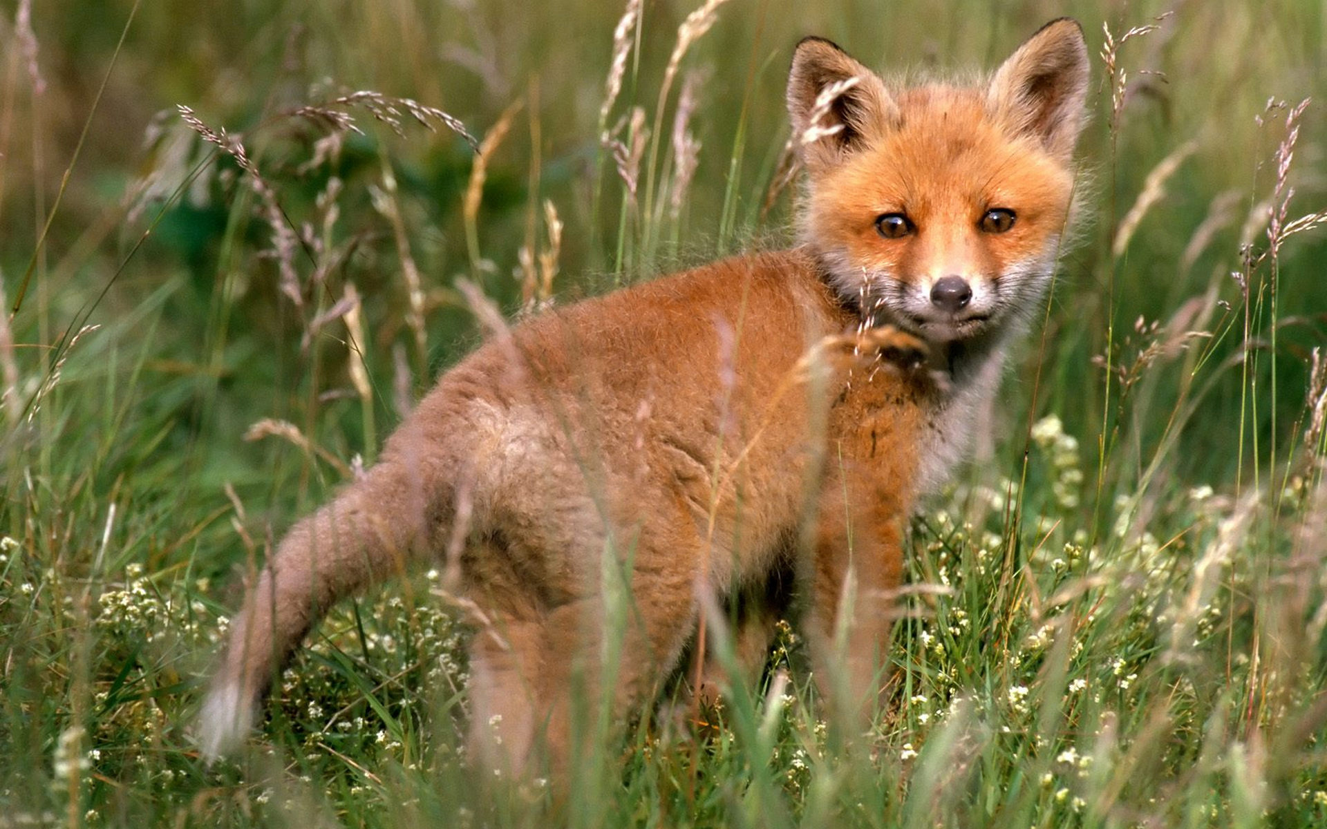 Download Animal Fox HD Wallpaper
