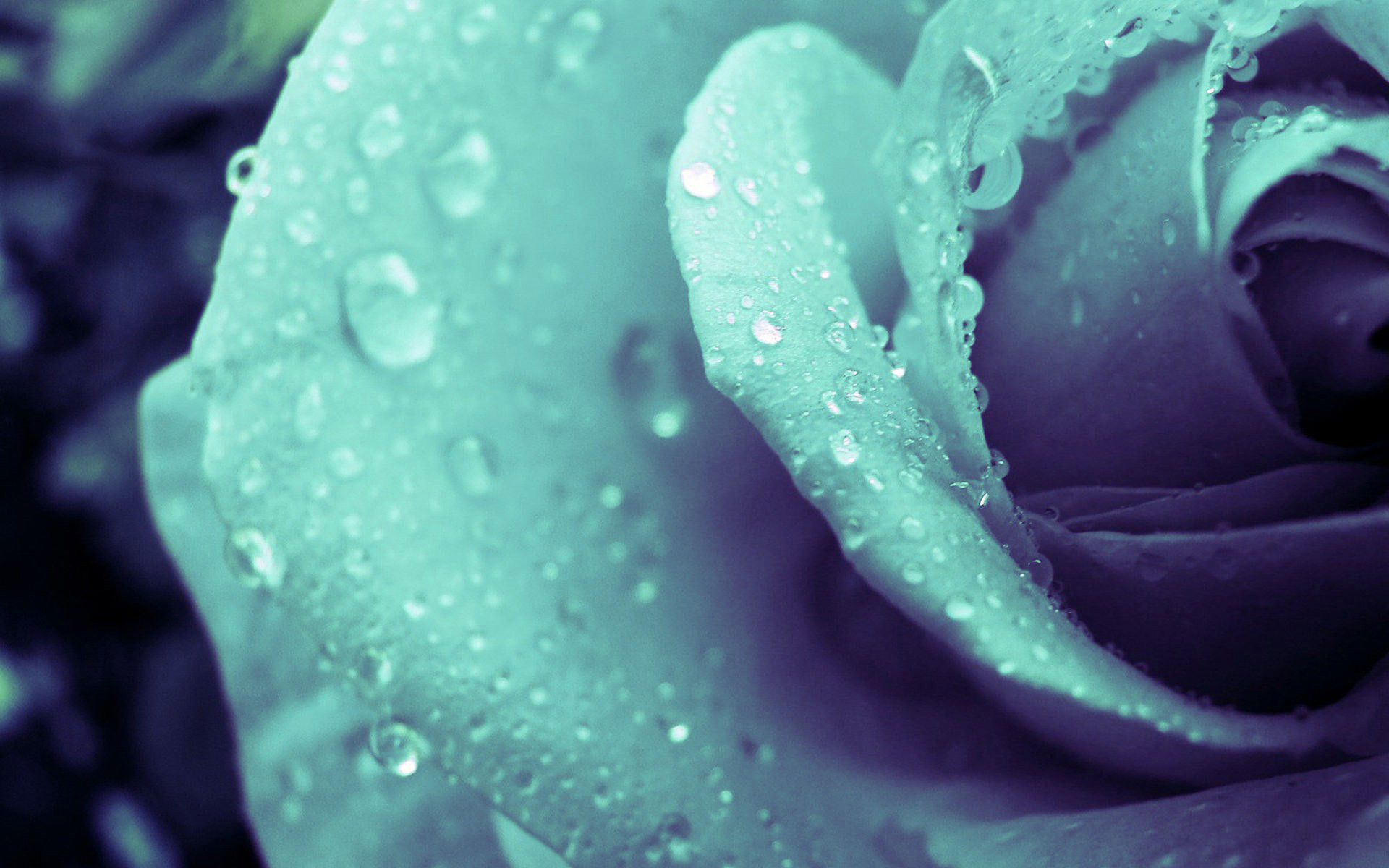 Download Water Drop Flower Nature Rose HD Wallpaper