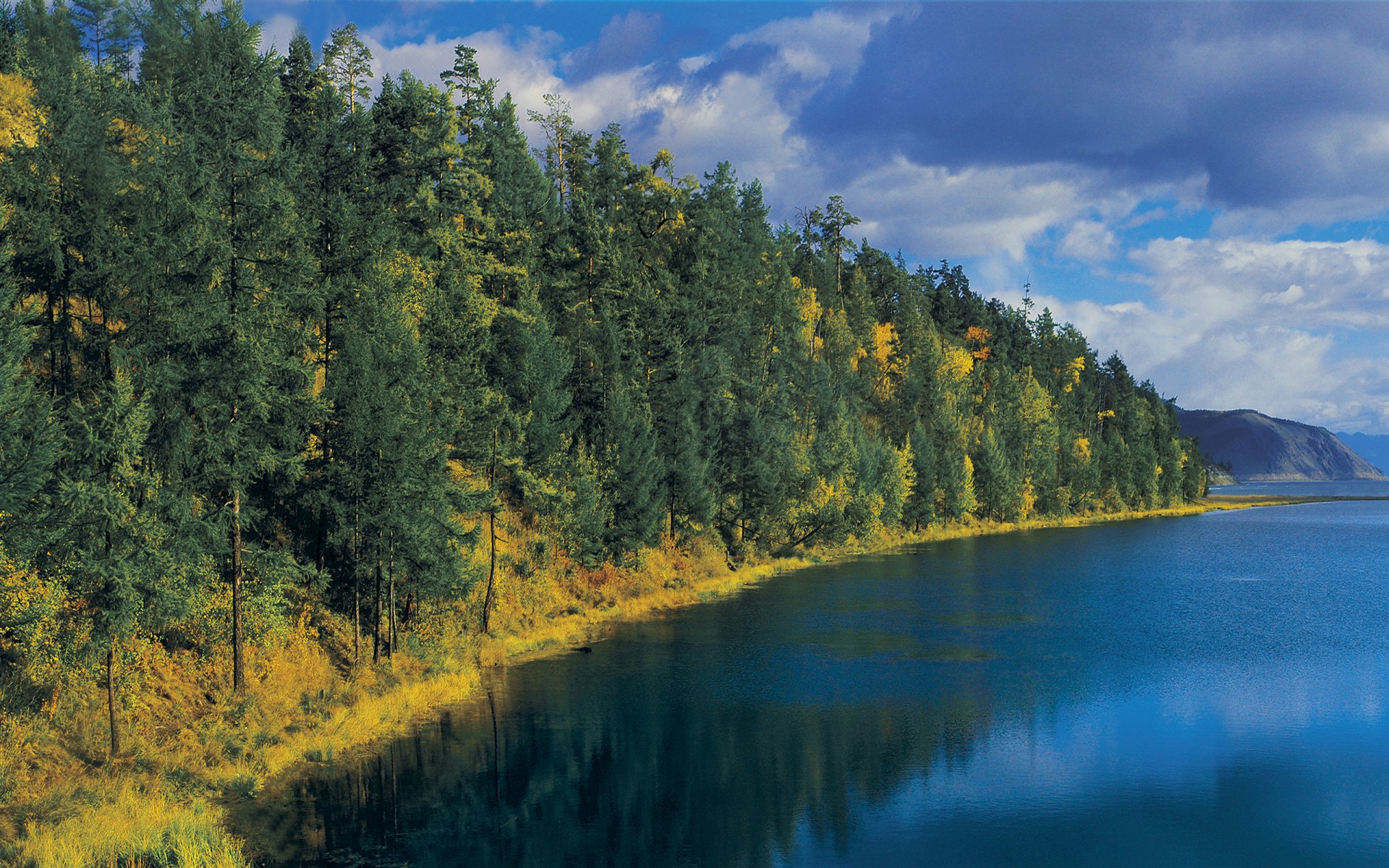 Download Nature Forest HD Wallpaper
