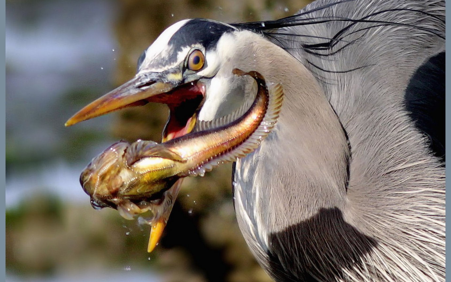 Animal Heron HD Wallpaper