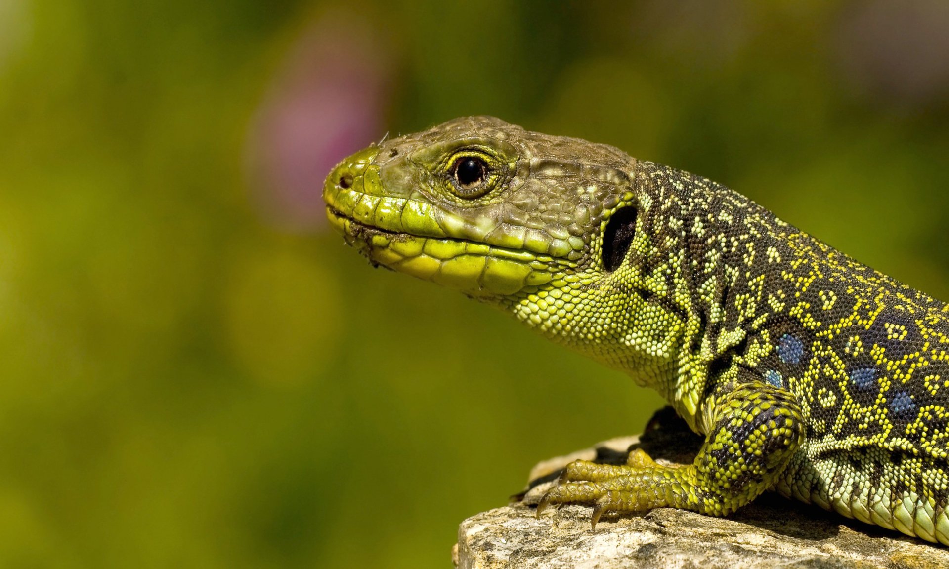 Download Animal Lizard HD Wallpaper