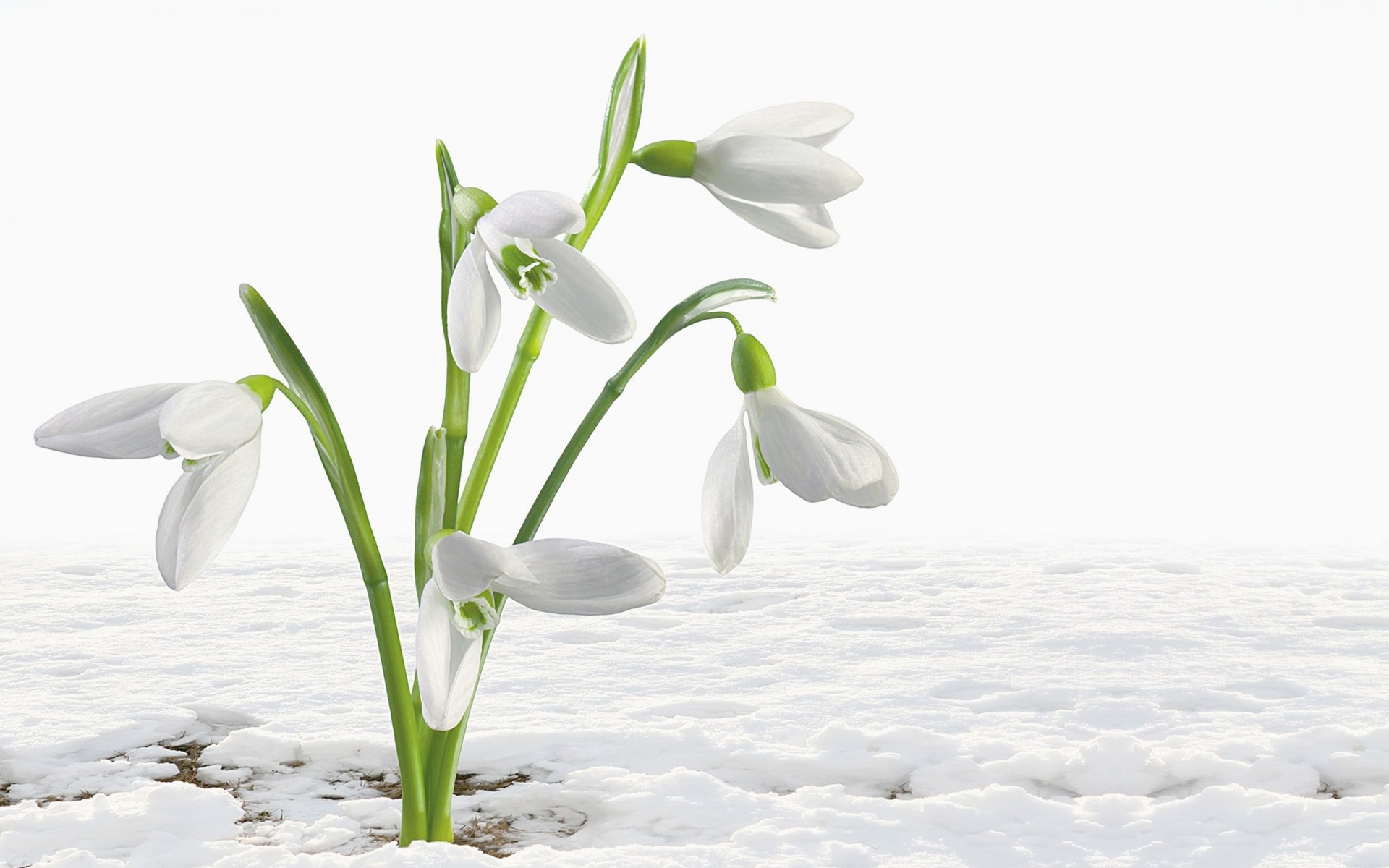 Snowdrop Elegance: HD White Flower Beauty in Nature