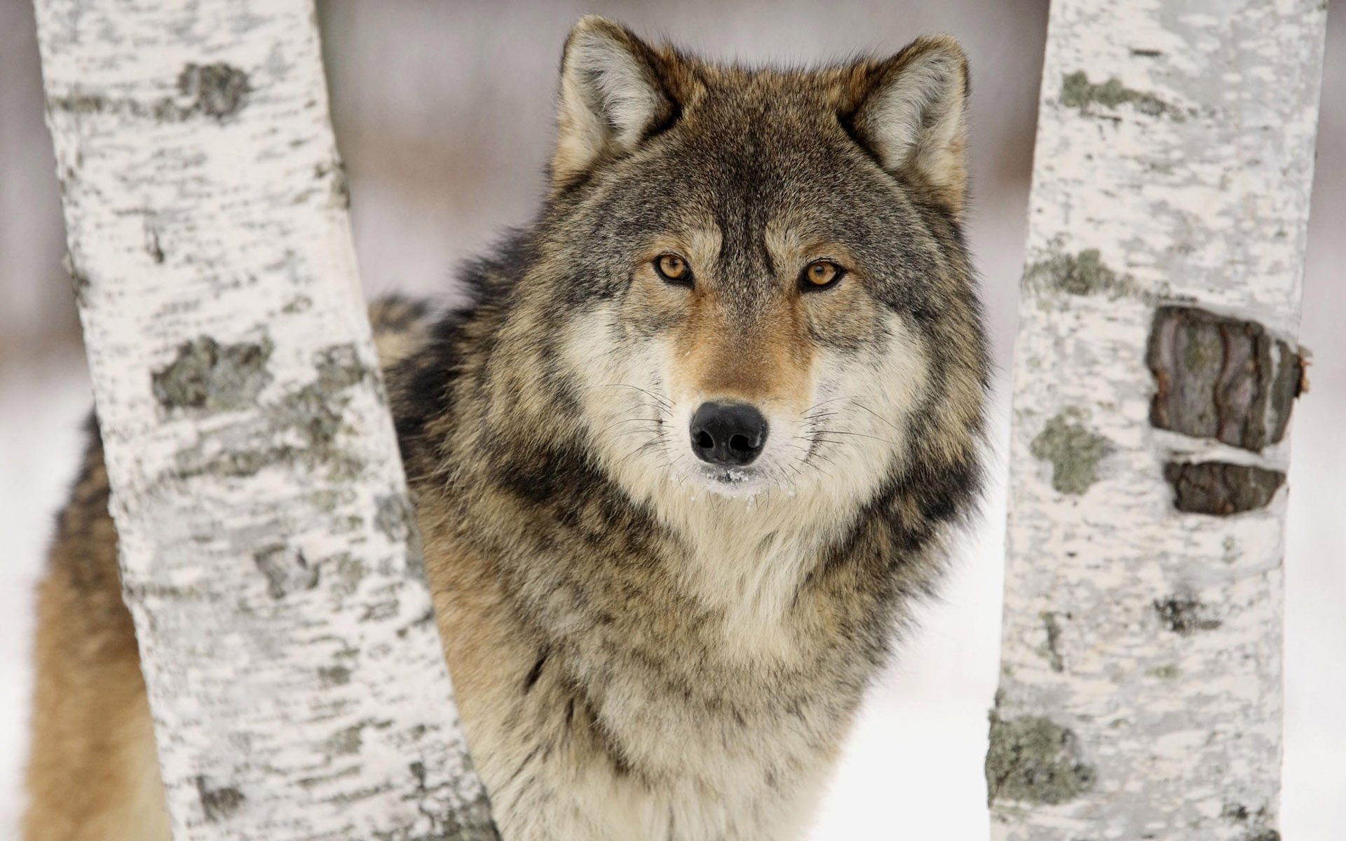 Majestic Wolf in Nature: HD Animal Wallpaper | 1920x1200 | Wallpaper Abyss