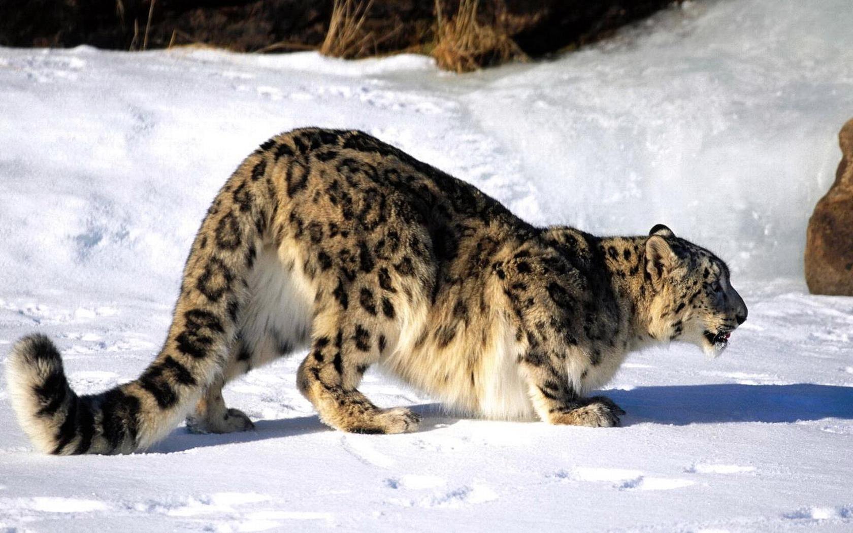 Majestic Snow Leopard HD Wallpaper in Winter Wilderness