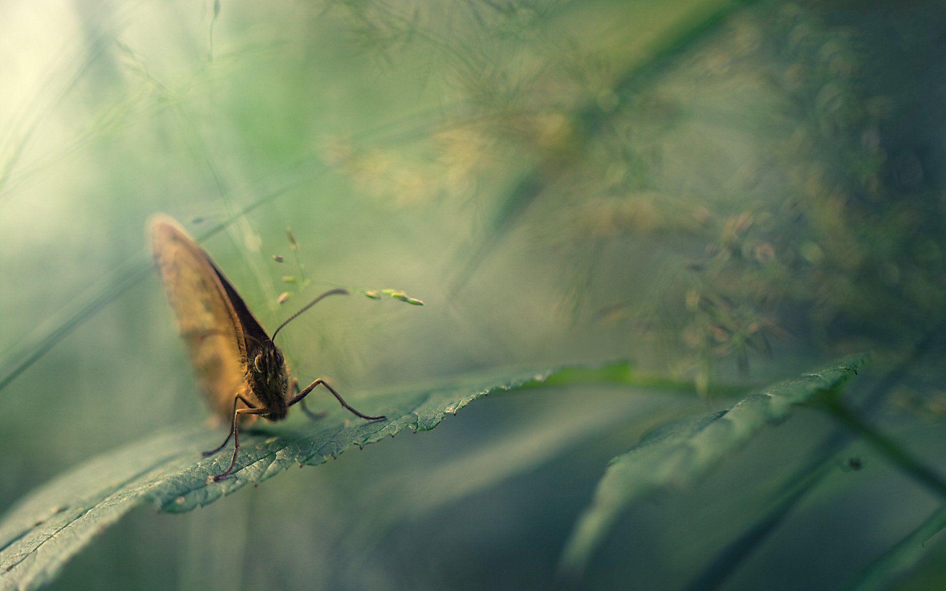 Download Animal Moth HD Wallpaper