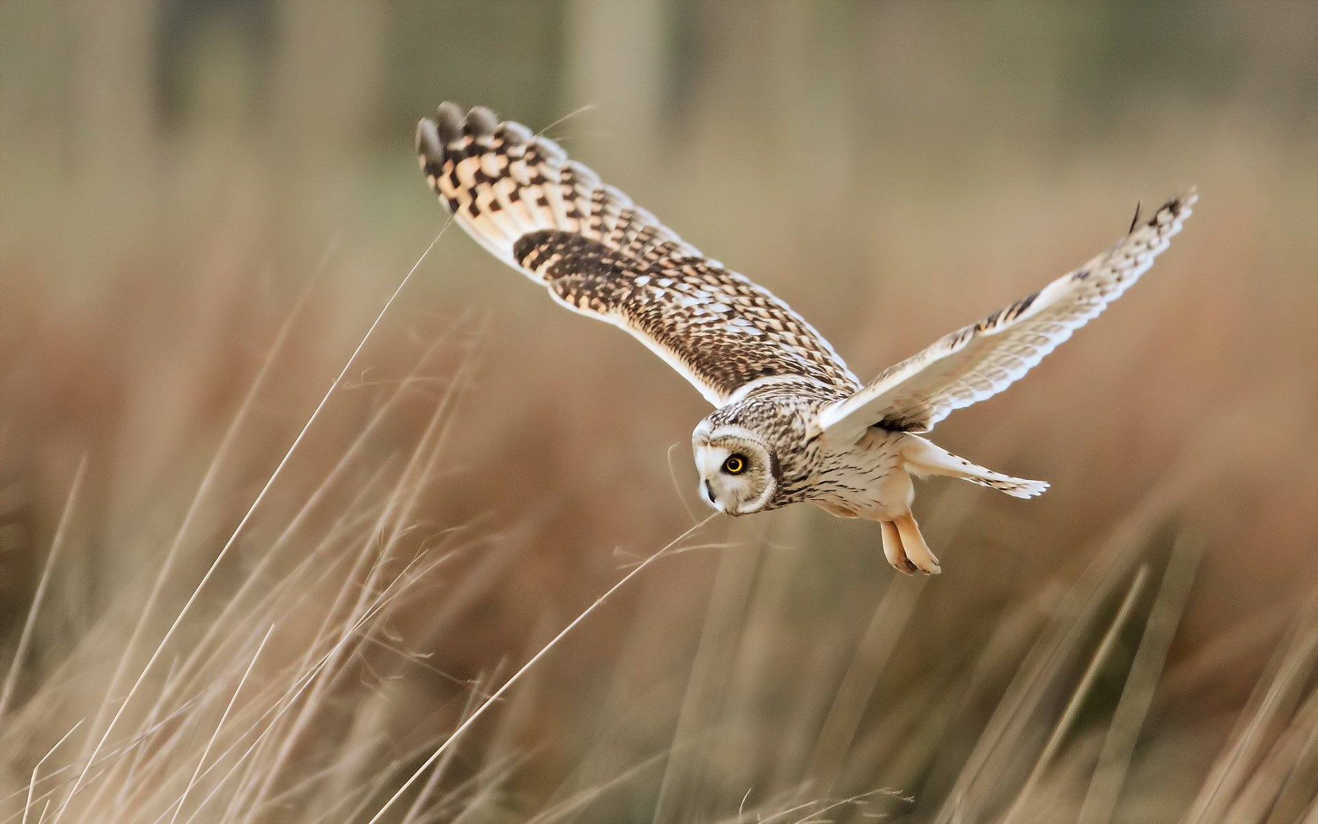 Majestic Owl in Flight - HD Wallpaper