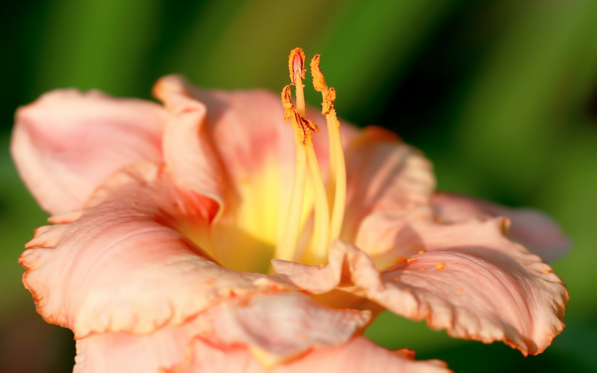 Download Nature Flower HD Wallpaper