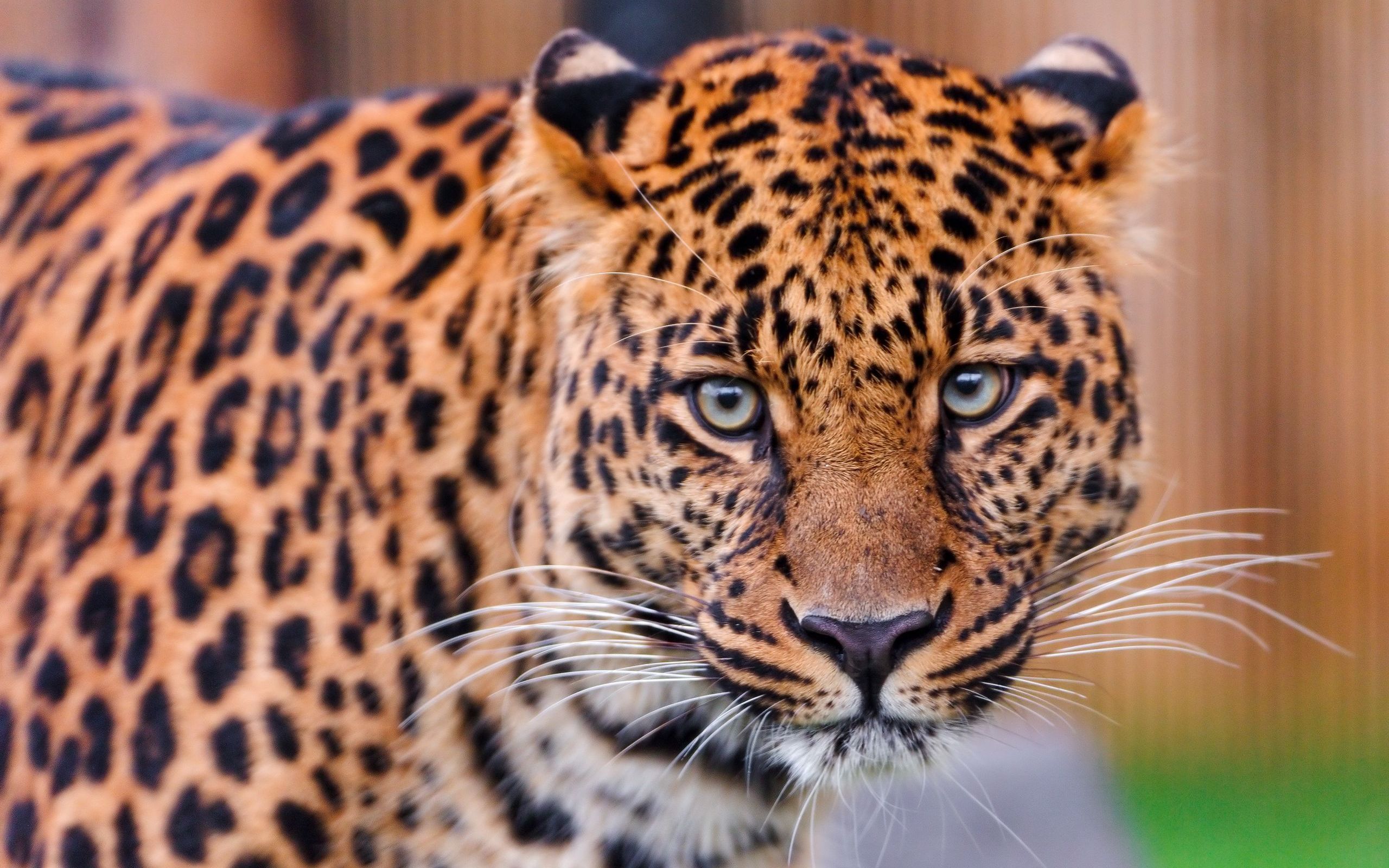 Download Animal Leopard HD Wallpaper