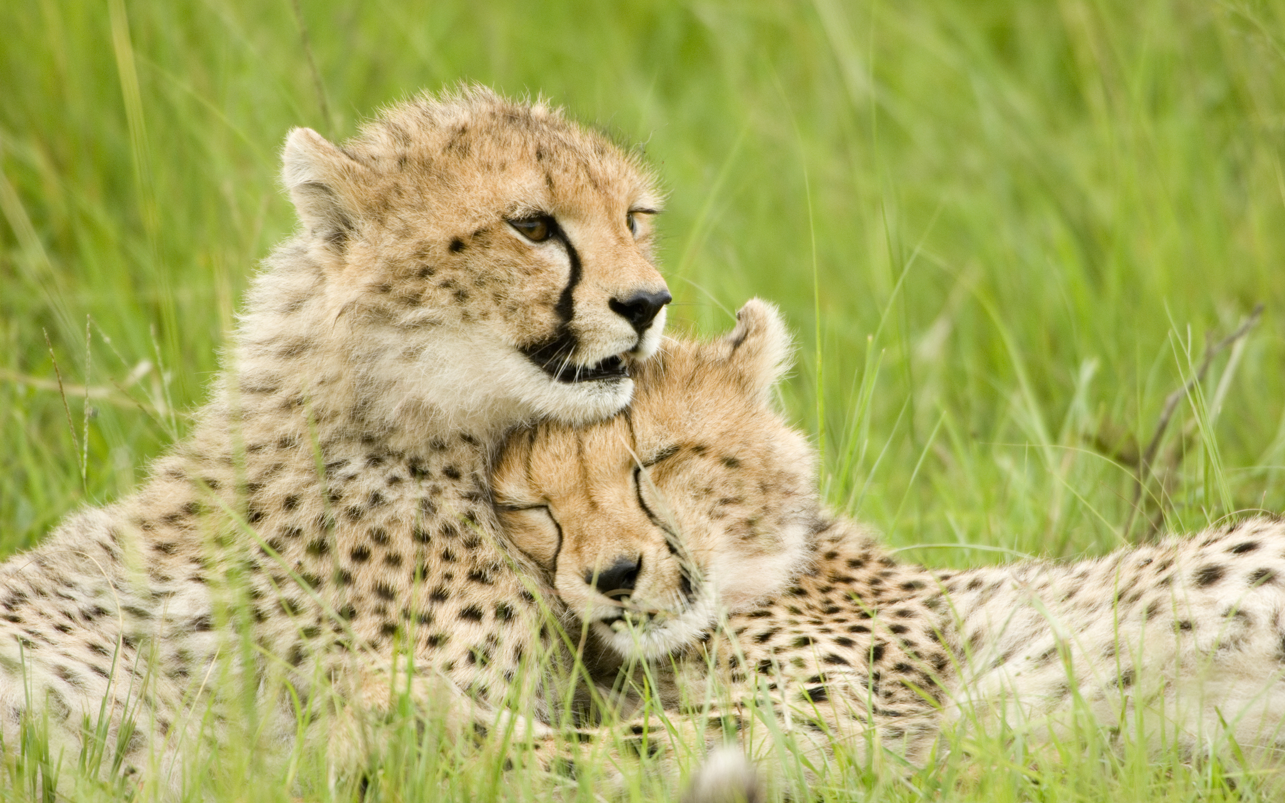 Animal Cheetah HD Wallpaper
