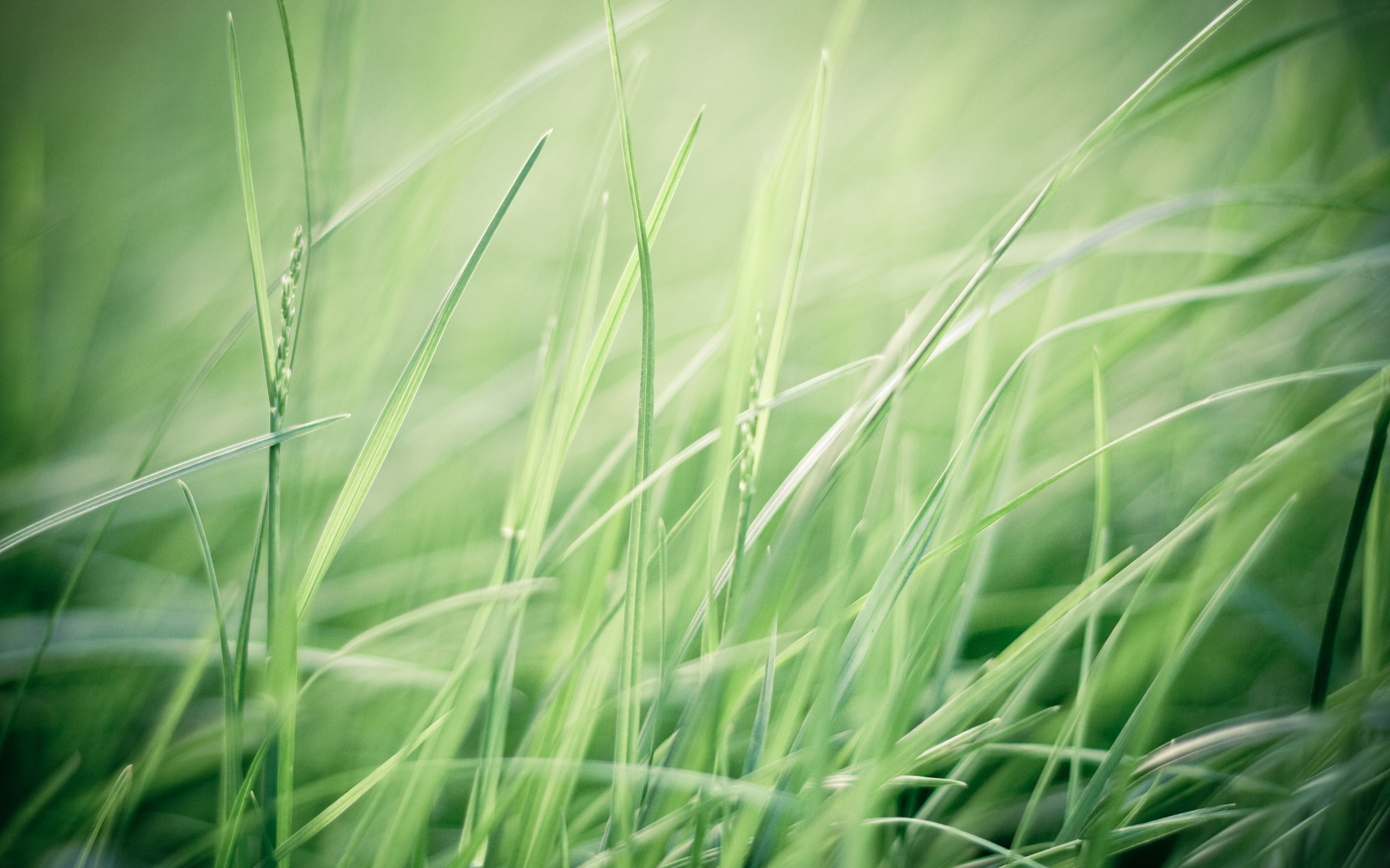 Download Nature Grass HD Wallpaper