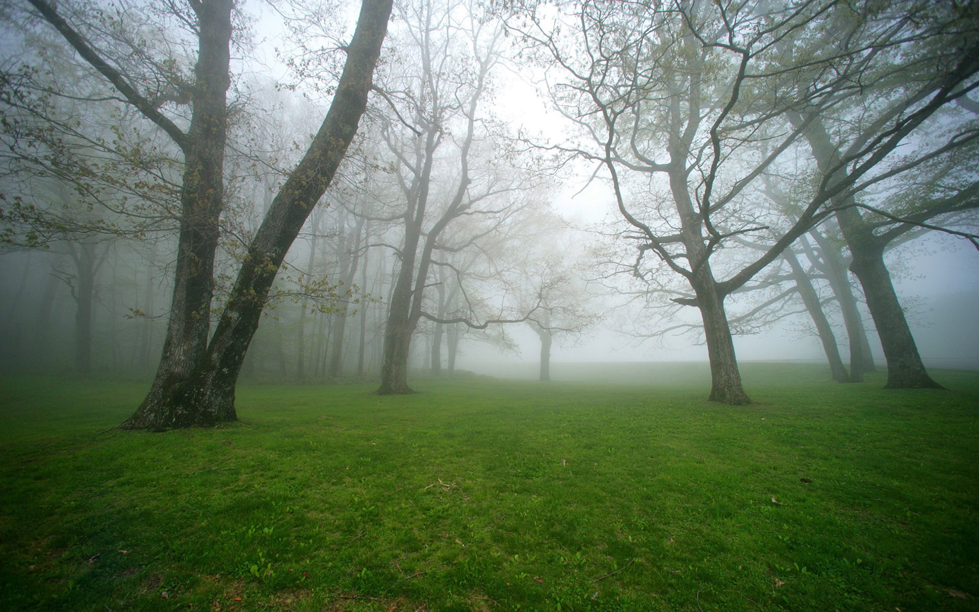 Download Nature Fog HD Wallpaper