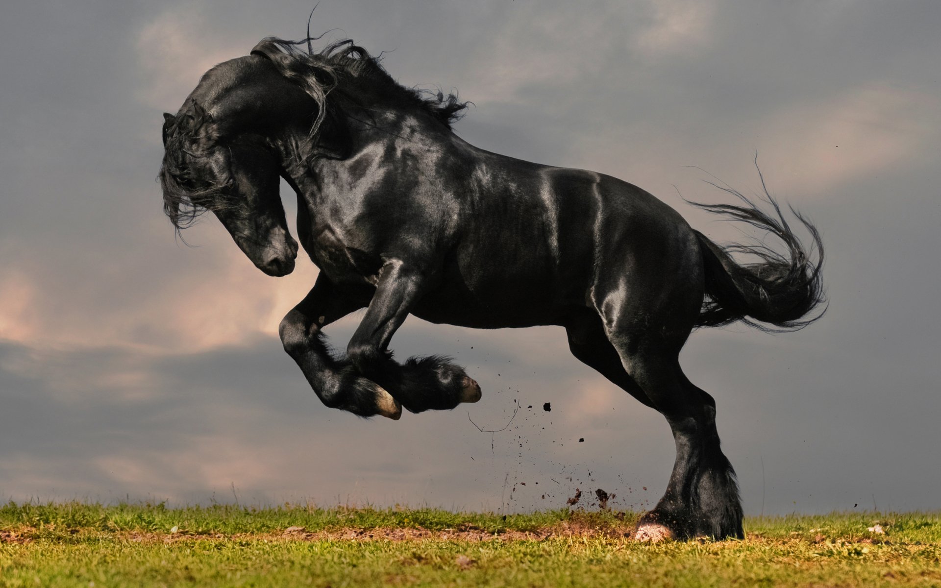Majestic Horse in Motion - HD Wallpaper | 2560x1600 | Wallpaper Abyss