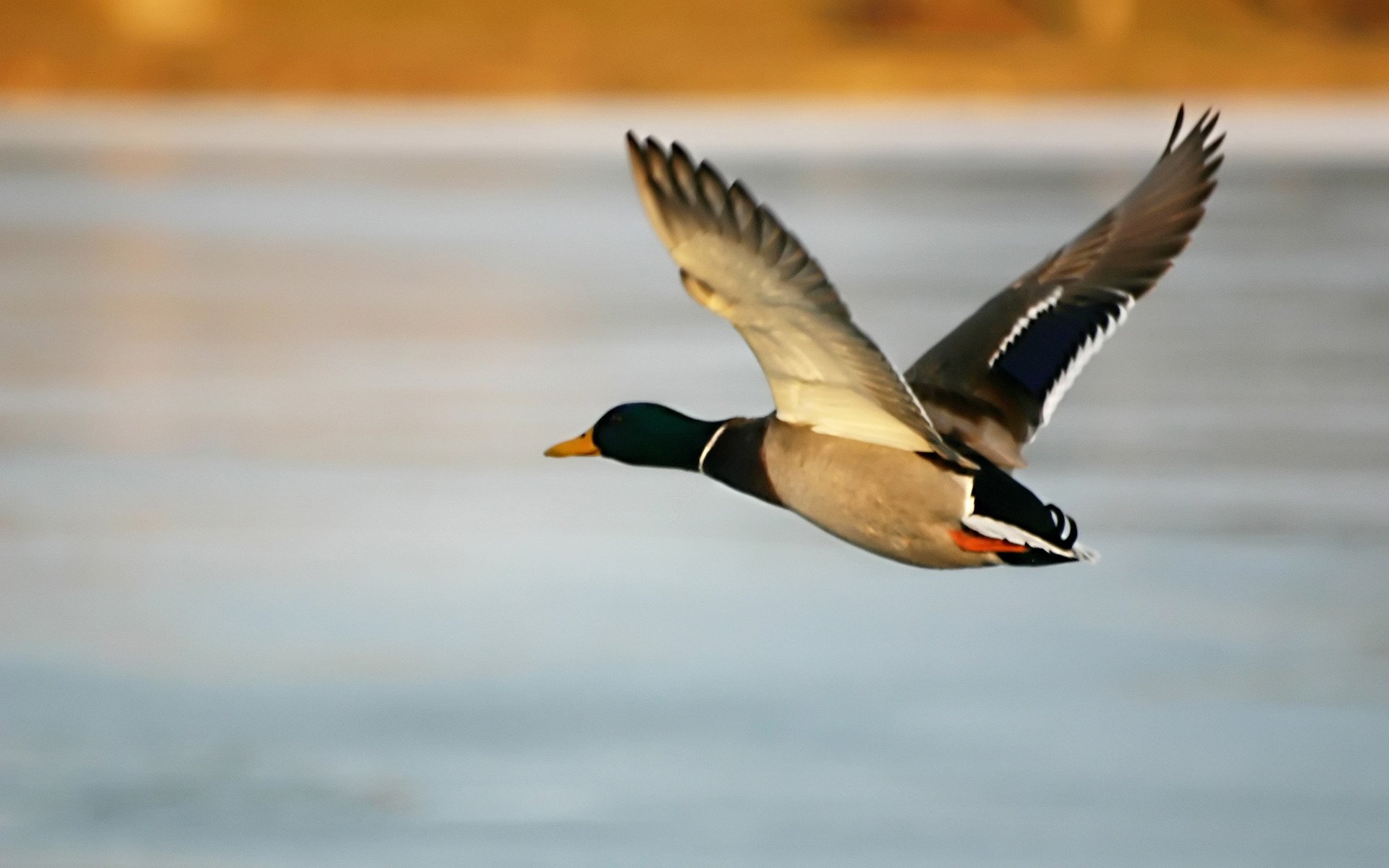Majestic Mallard in Flight – Stunning HD Animal Wallpaper