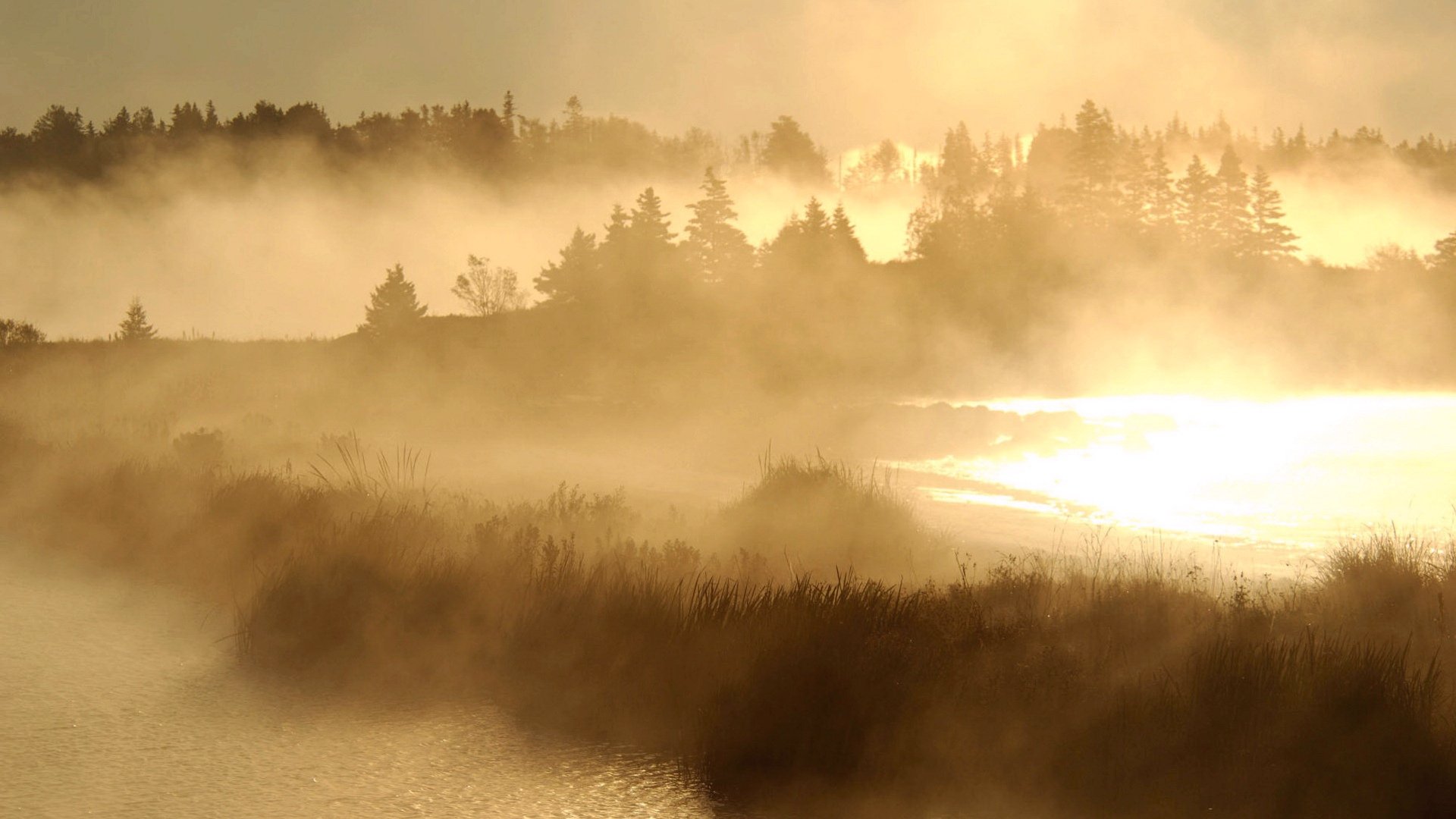 Download Nature Fog HD Wallpaper