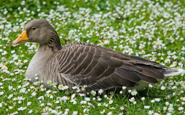 [100+] Goose Wallpapers