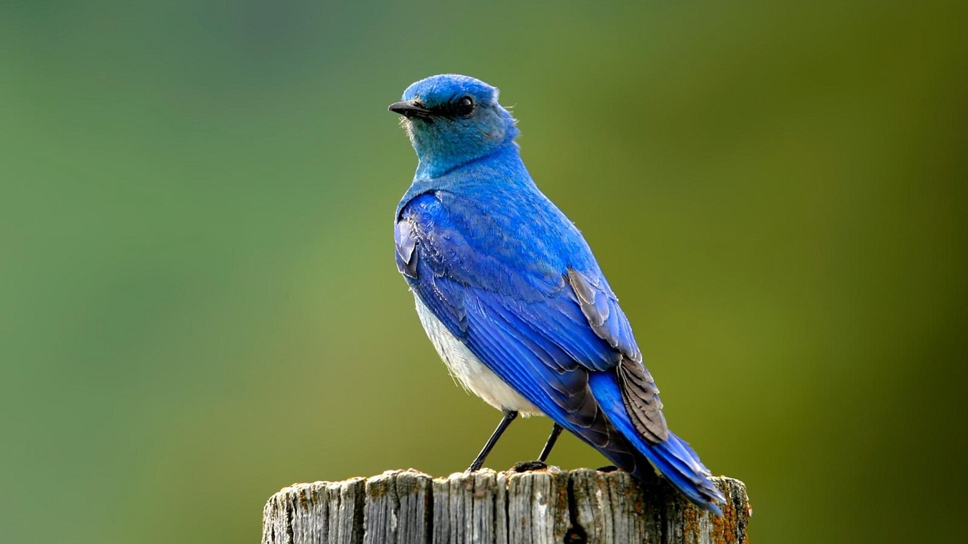 Download Animal Bird HD Wallpaper | 1920x1080 | Wallpaper Abyss