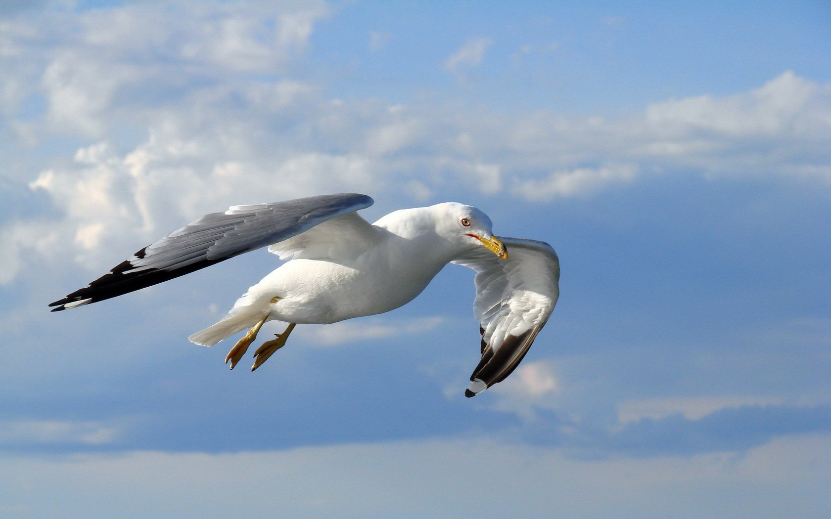 Seagull Wallpaper