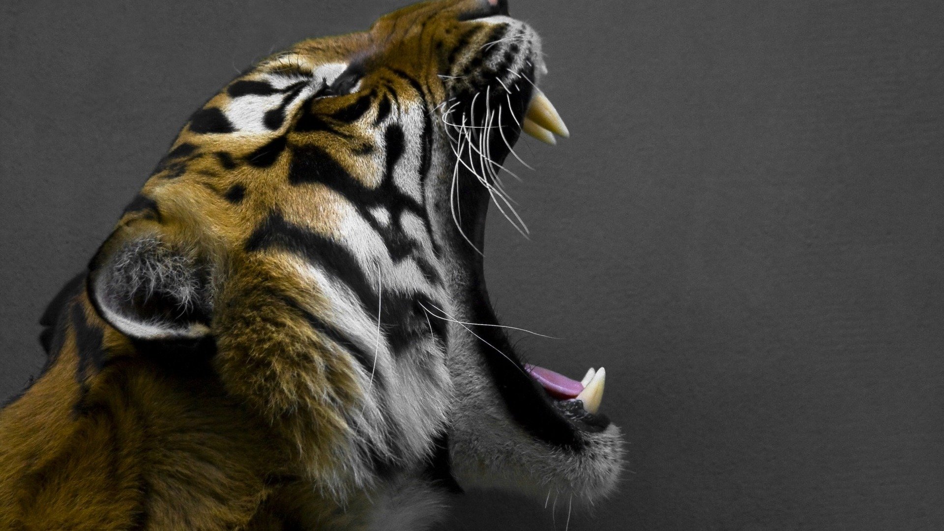 Majestic Tiger Roar – Stunning HD Animal Wallpaper